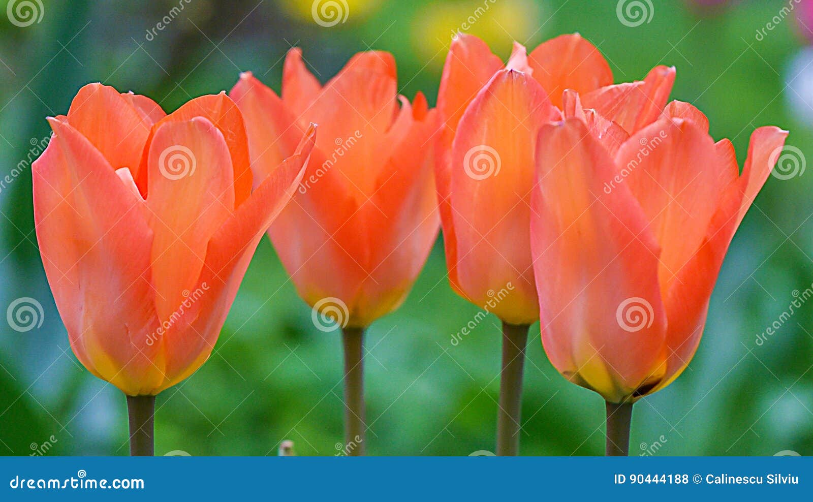 Red tulips background stock photo. Image of celebration - 90444188