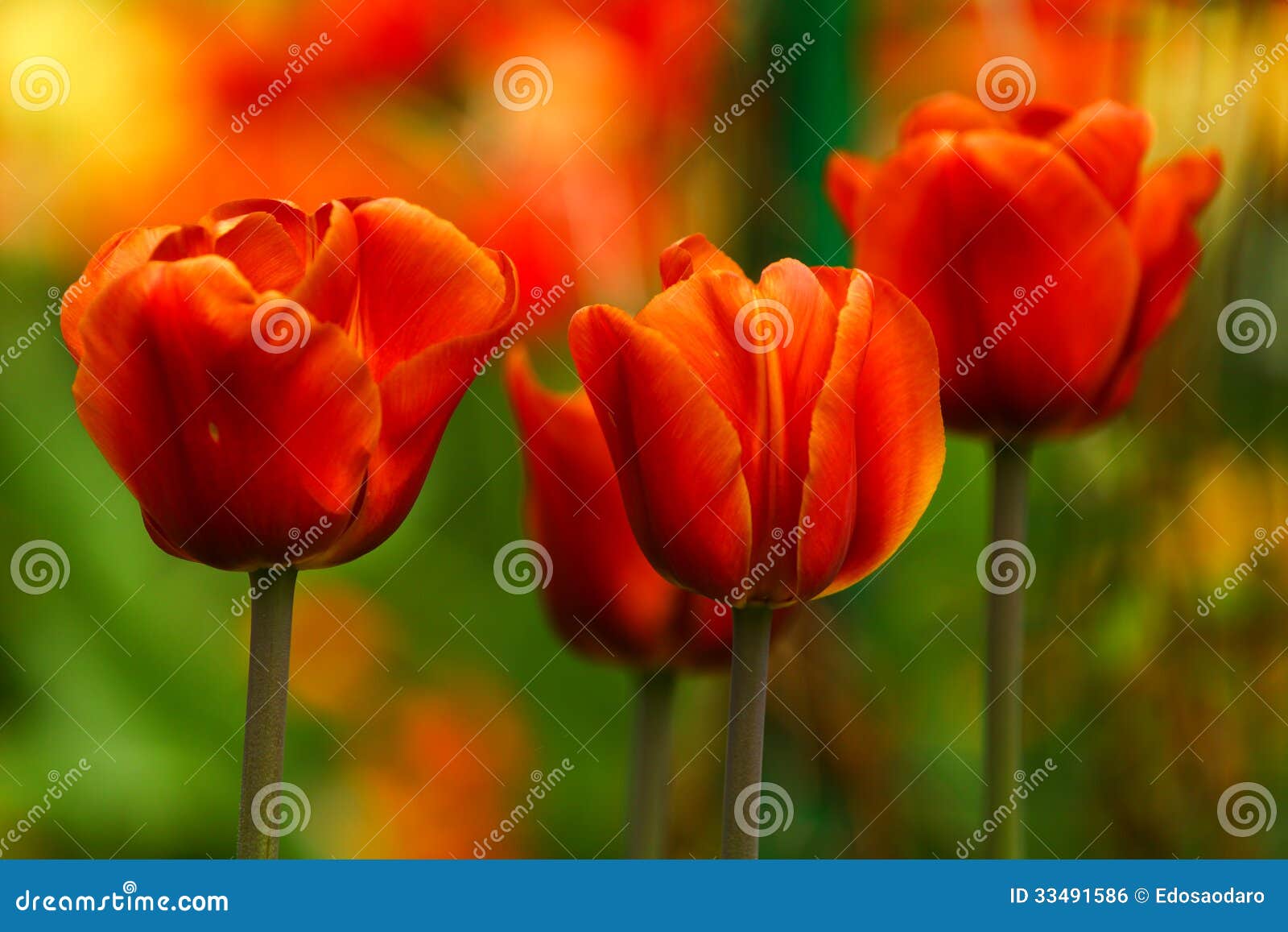 Blooming Tulips In Spring Or Summer In Holland. Tulip Background ...