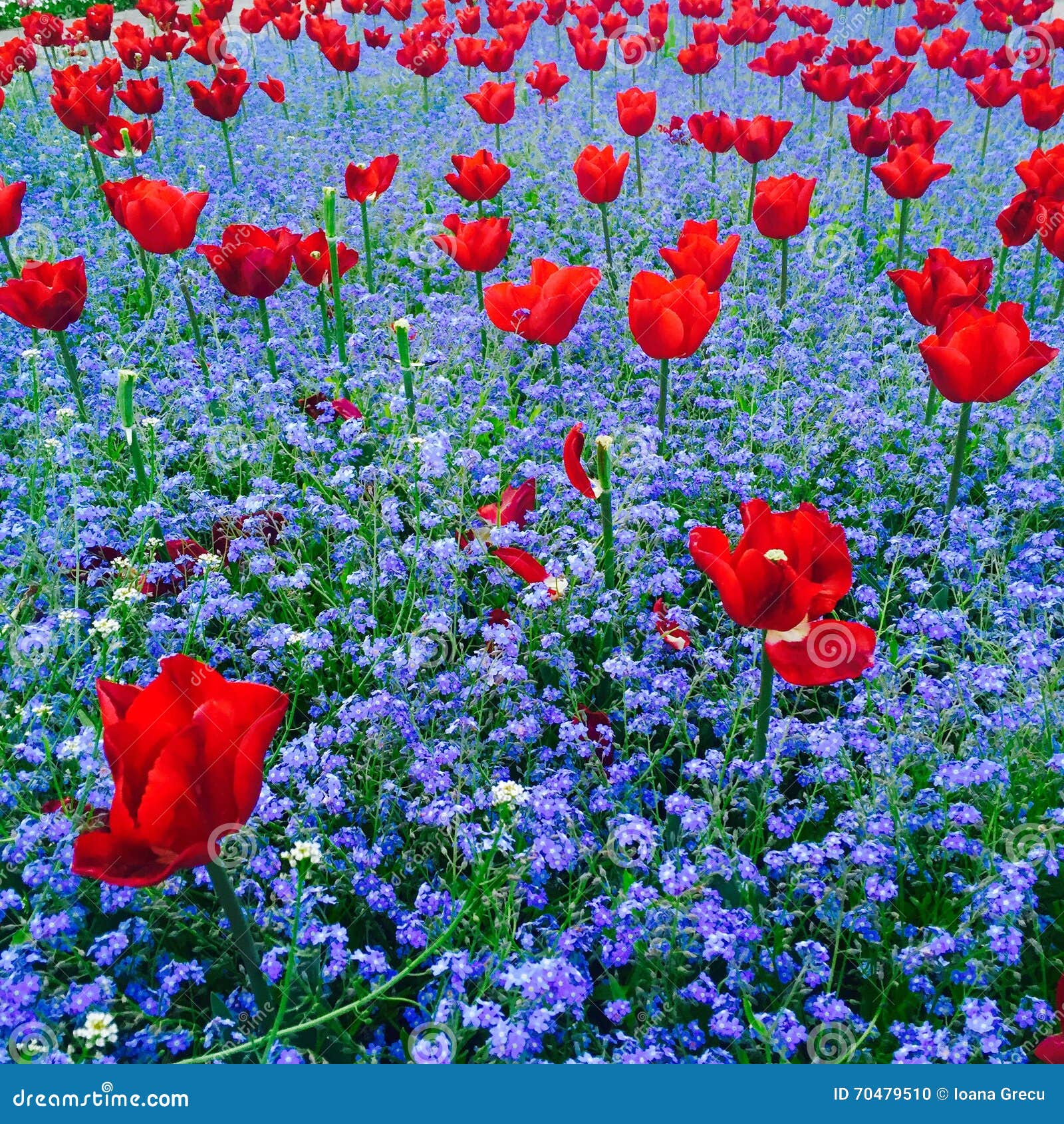 Red tulips in blue field stock photo. Image of field - 70479510
