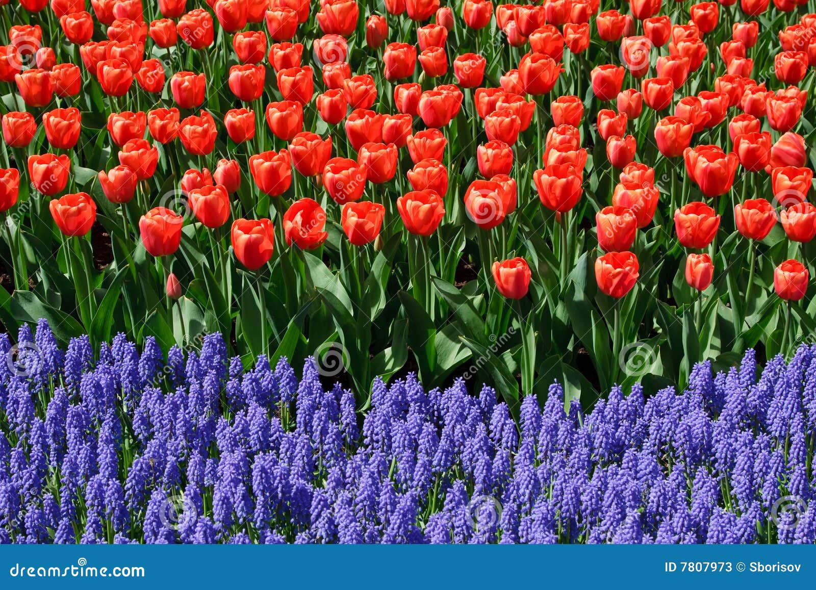 Red tulips and bluebells stock image. Image of holland - 7807973