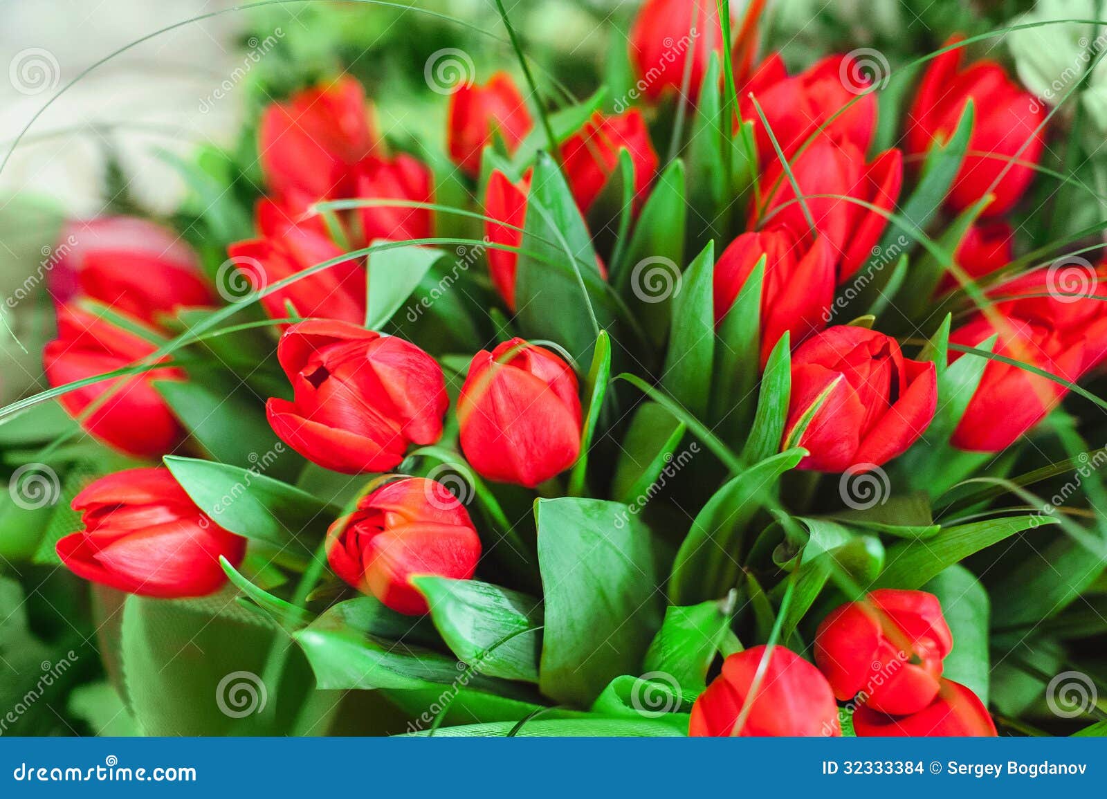 Red tulips stock photo. Image of bloom, leaf, plants - 32333384