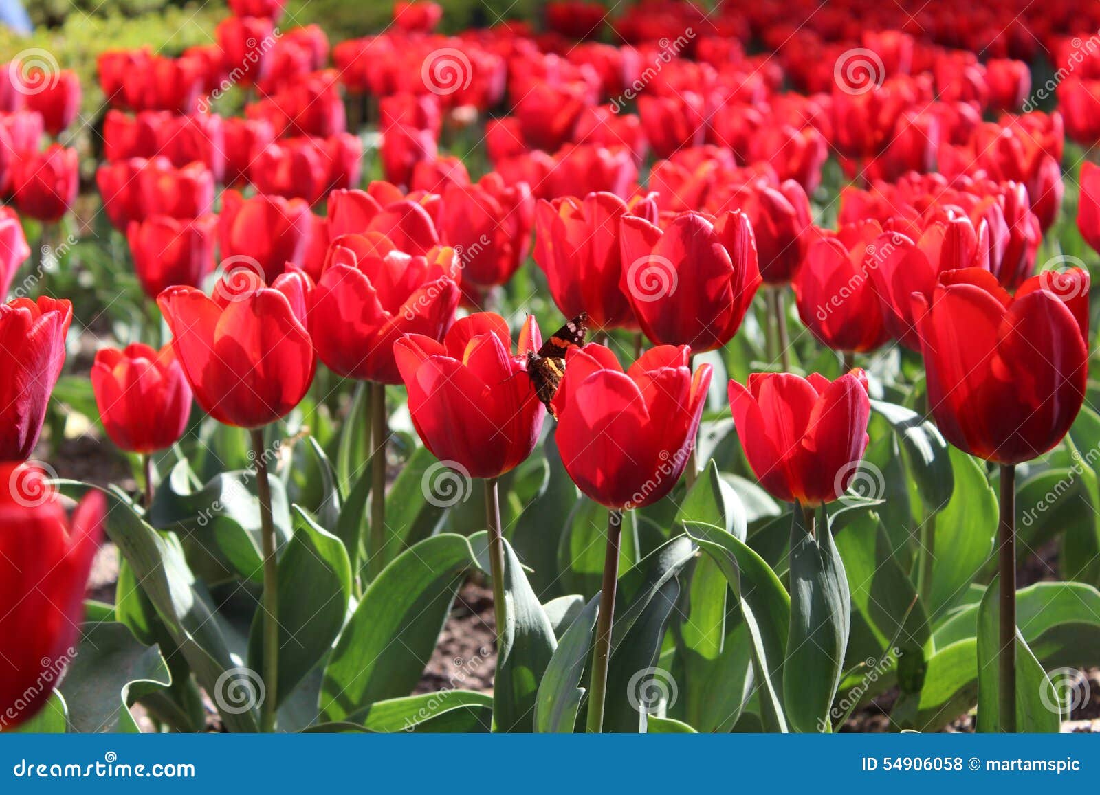Red tulips stock photo. Image of hojas, tulipanes, tulip - 54906058