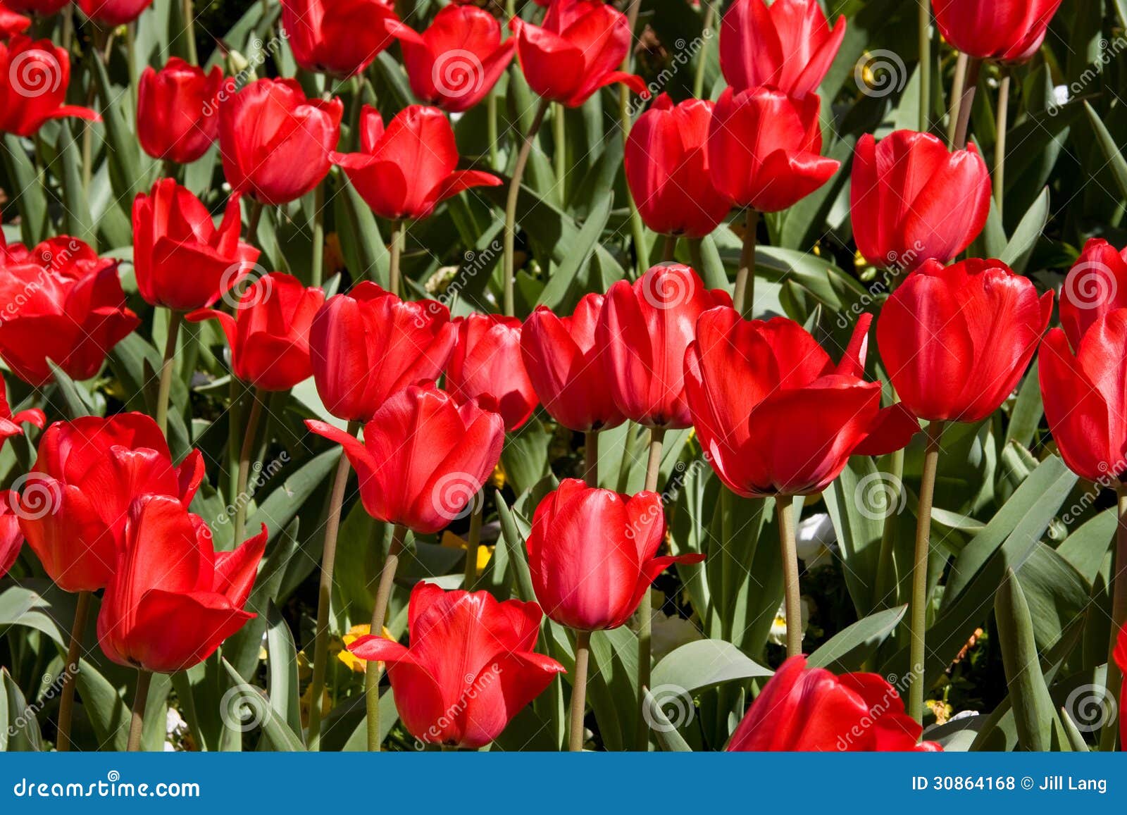Red Tulips stock photo. Image of garden, floral, bright - 30864168