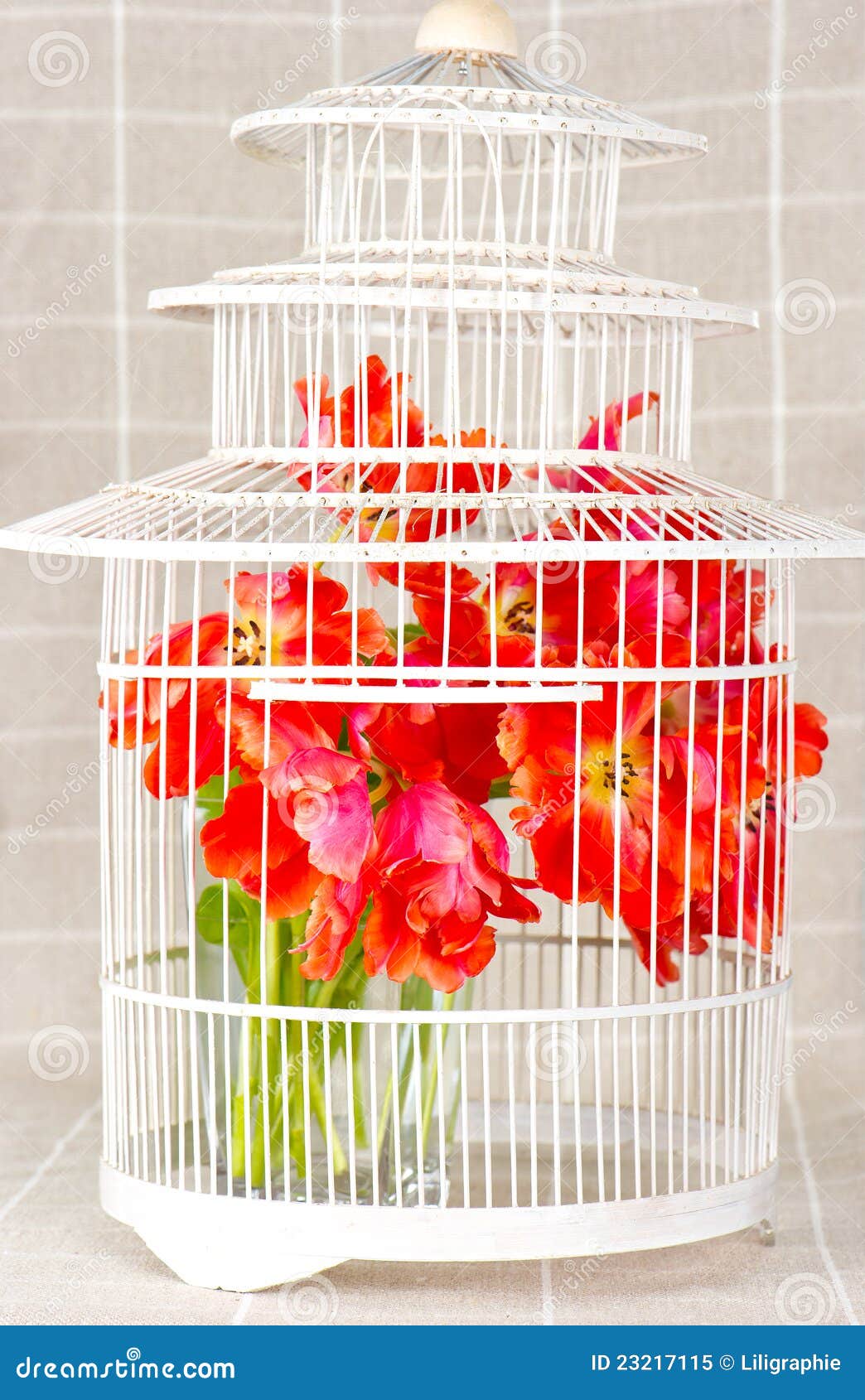 Red Tulips in Decorative Cage Stock Image - Image of blossom ...