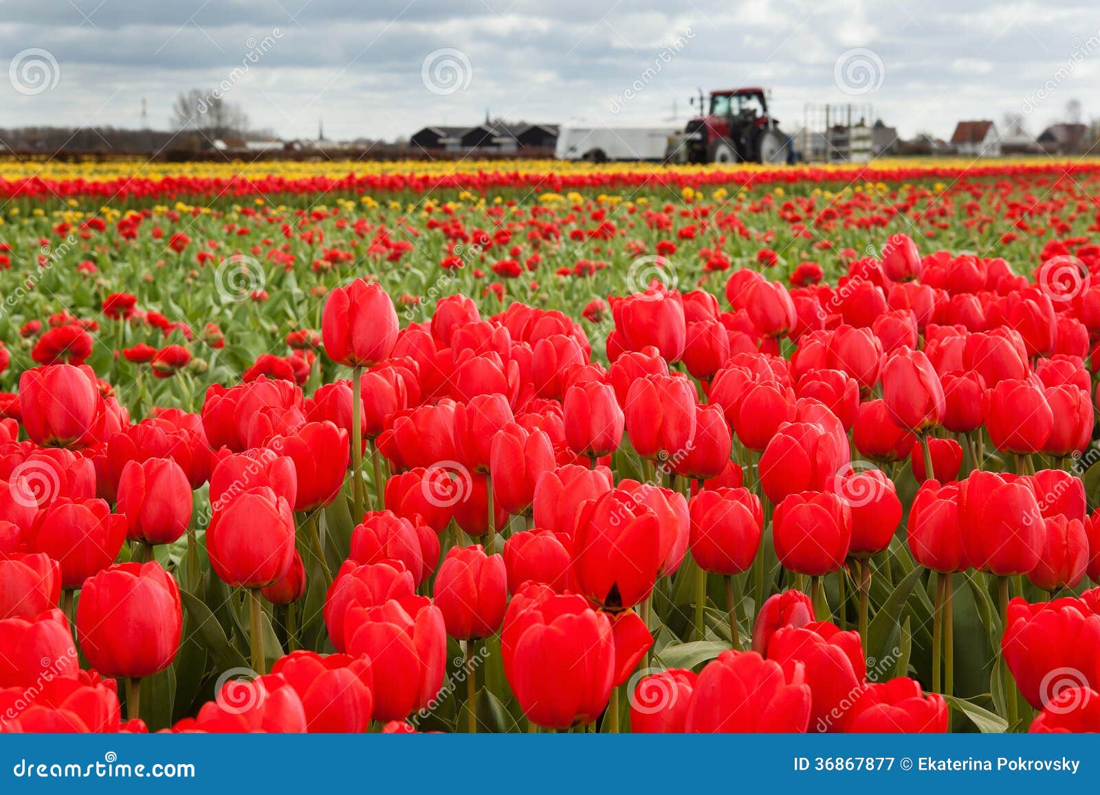 Red Tulips in Dutch Countryside Stock Image - Image of countryside ...