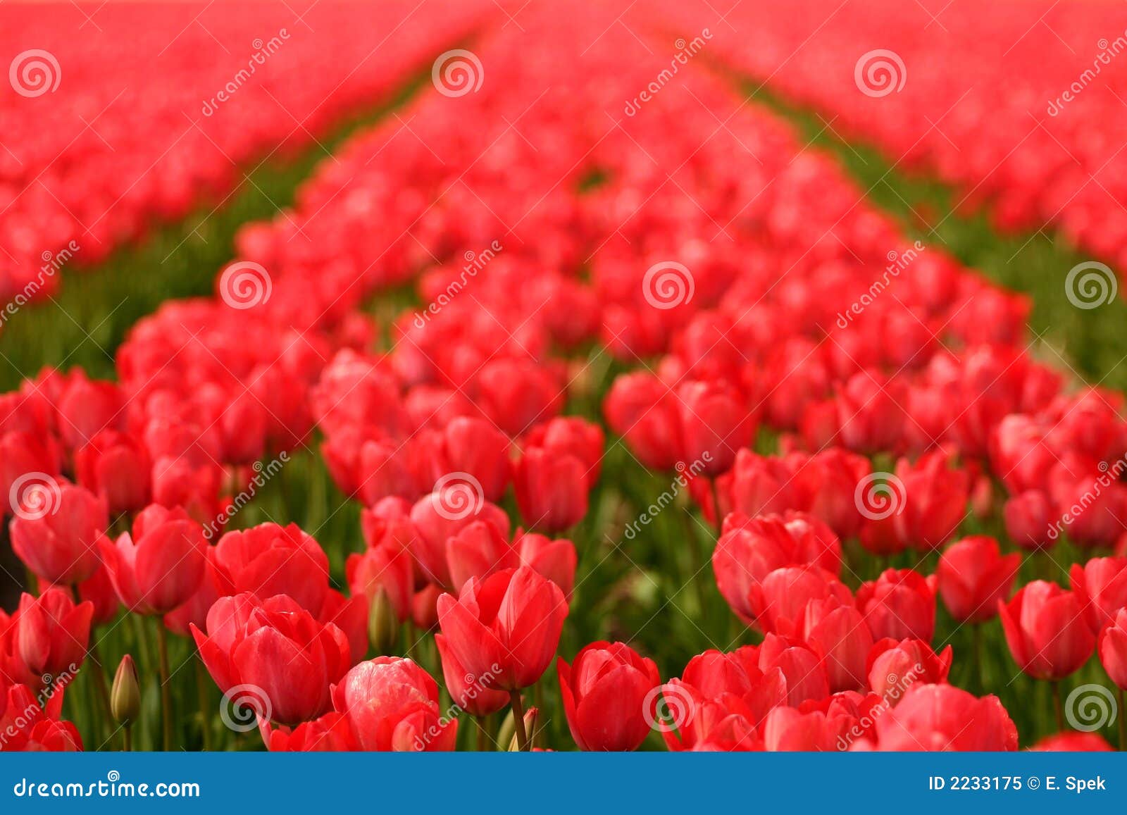 Red tulips in a field stock image. Image of plant, netherlands - 2233175