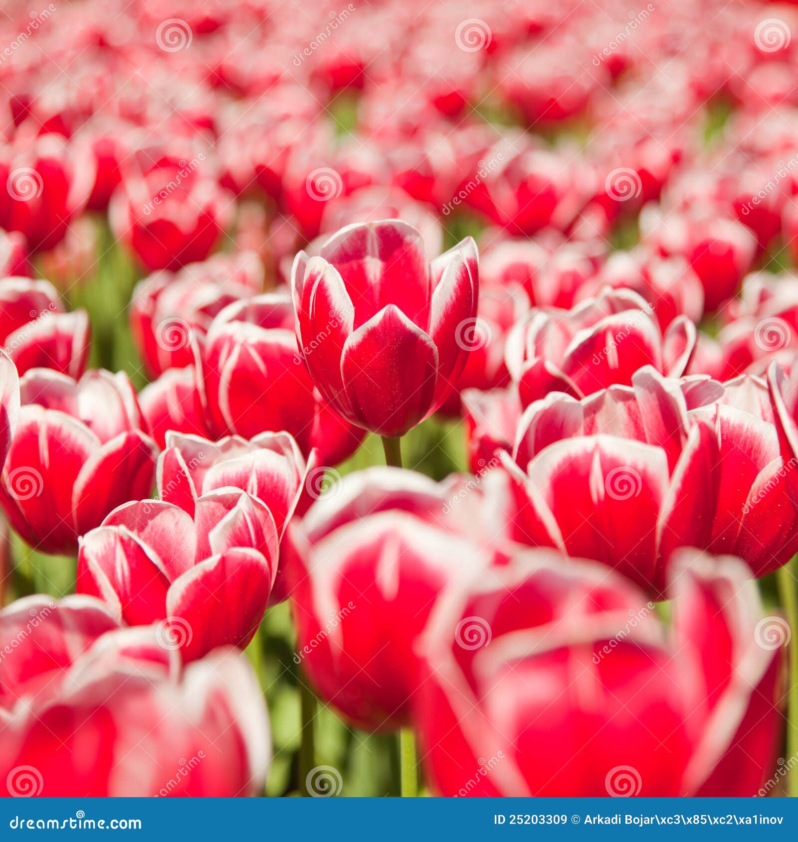 Red tulips field stock image. Image of background, leaves - 25203309