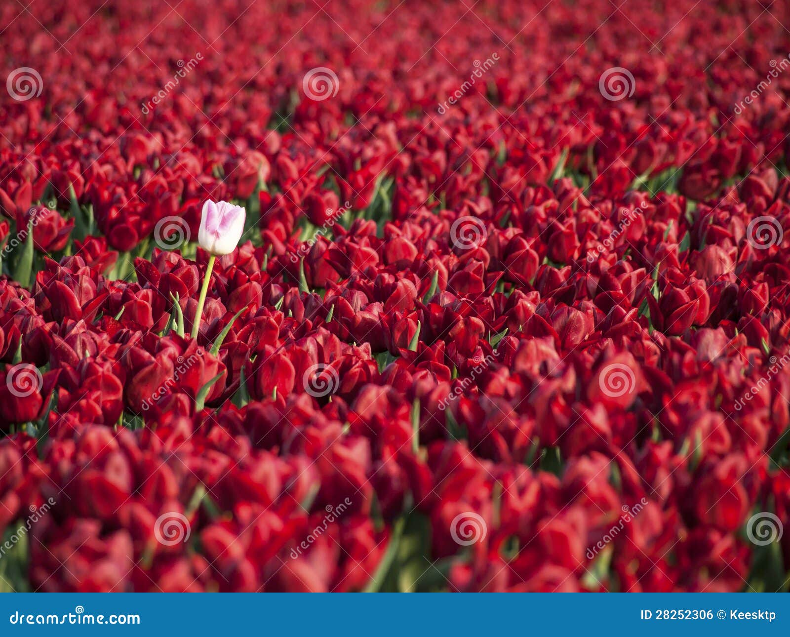 Red tulips field stock photo. Image of landscape, resource - 28252306