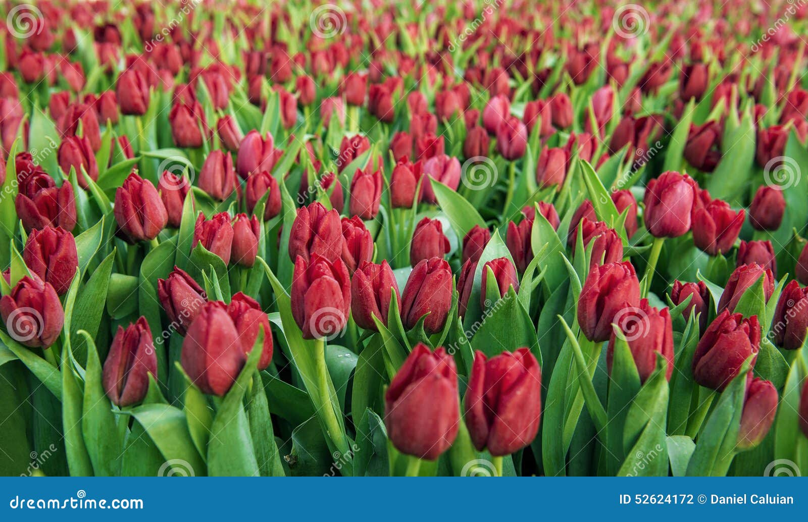 Red tulips field stock photo. Image of colorful, purple - 52624172
