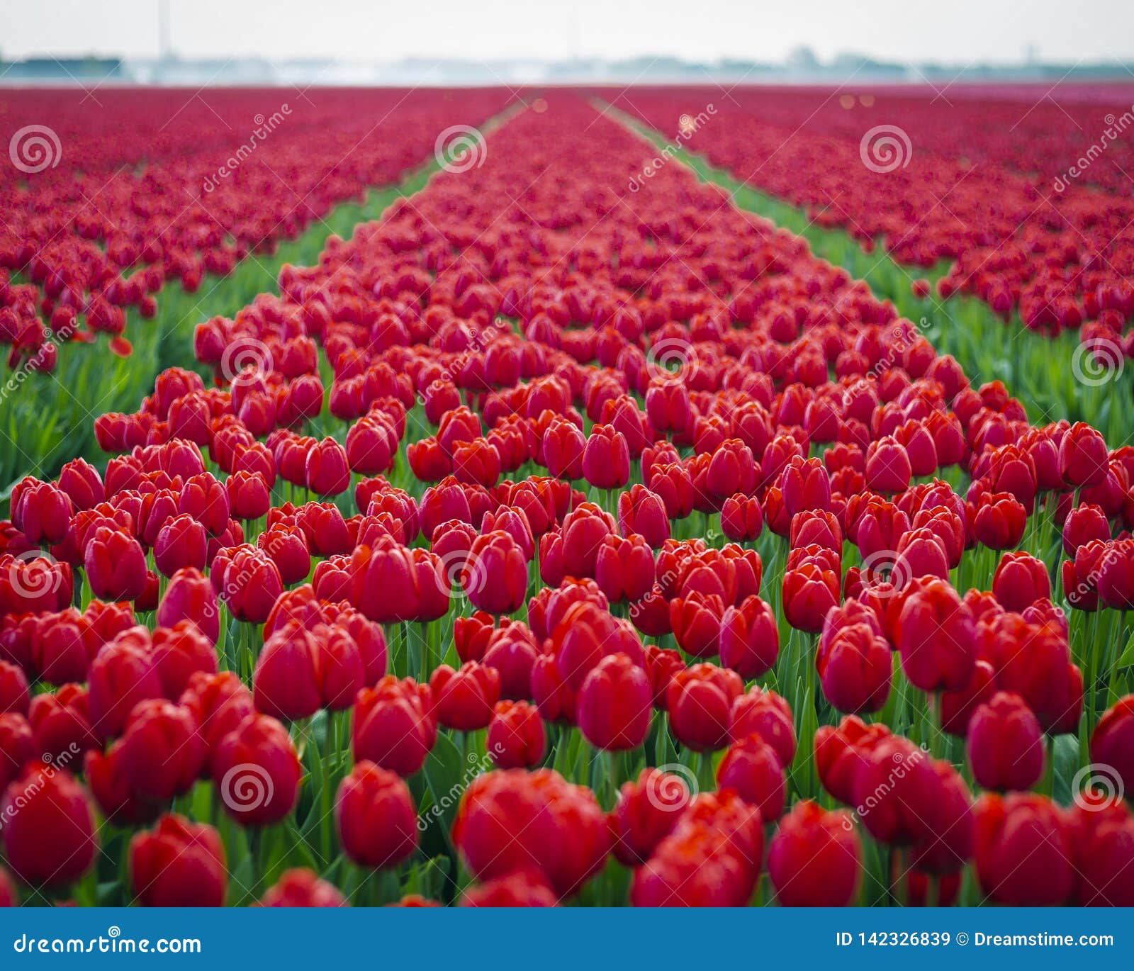 Red tulips in field stock image. Image of farm, beautiful - 142326839