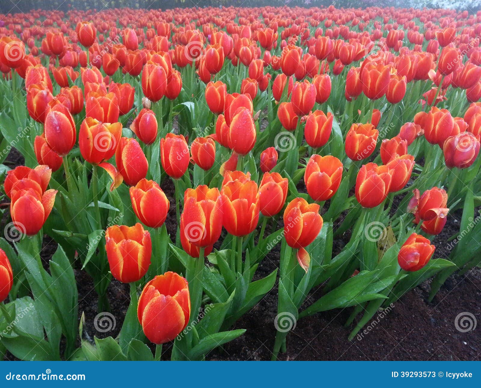 Red tulips field stock image. Image of growing, colorful - 39293573