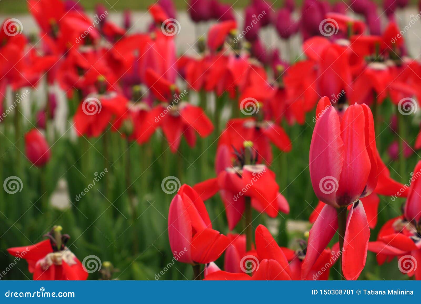Red Tulips Field in Netherlands. Red Tulip Fields. Red Tulips View ...