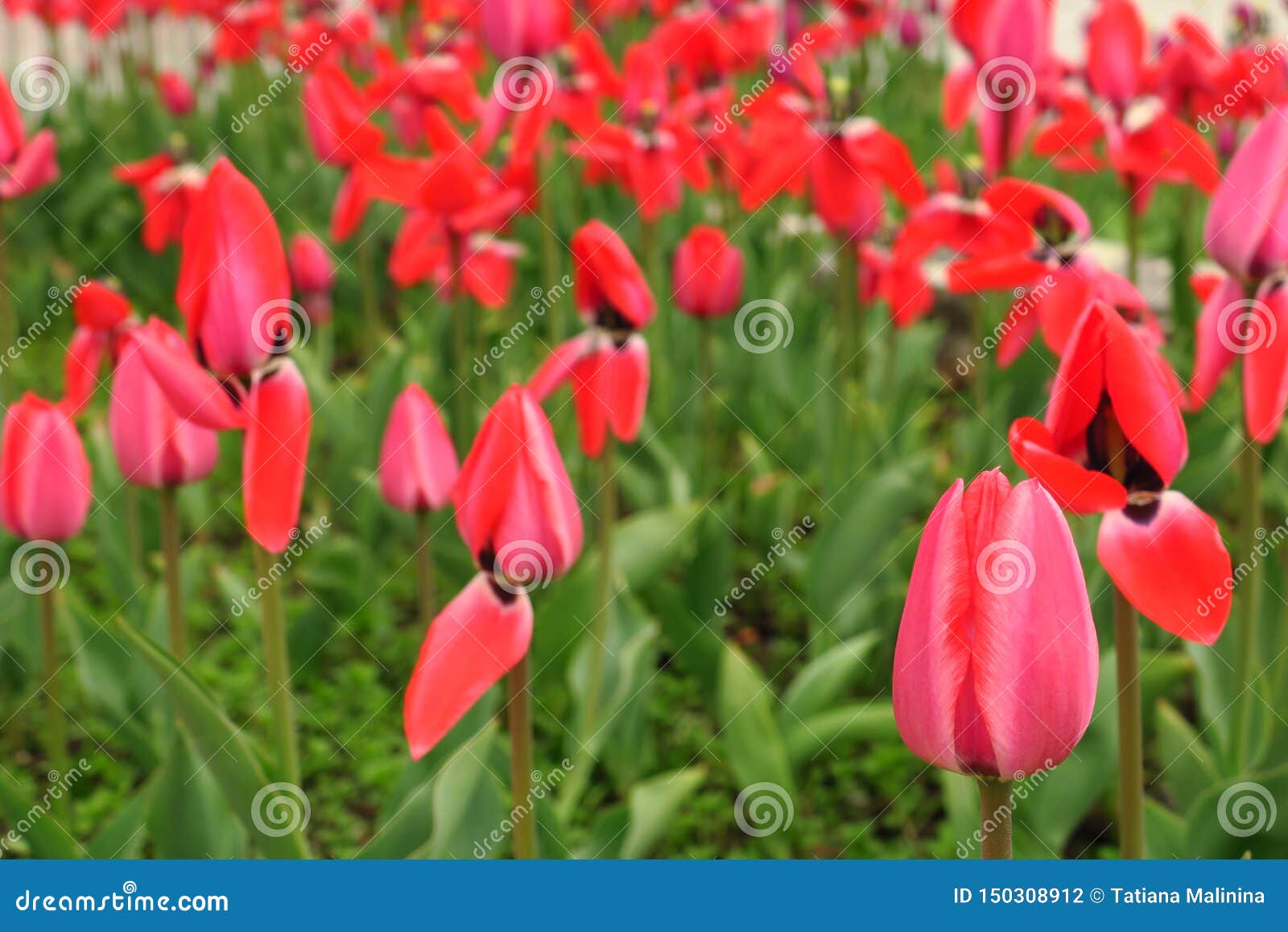 Red Tulips Field in Netherlands. Red Tulip Fields. Red Tulips View ...