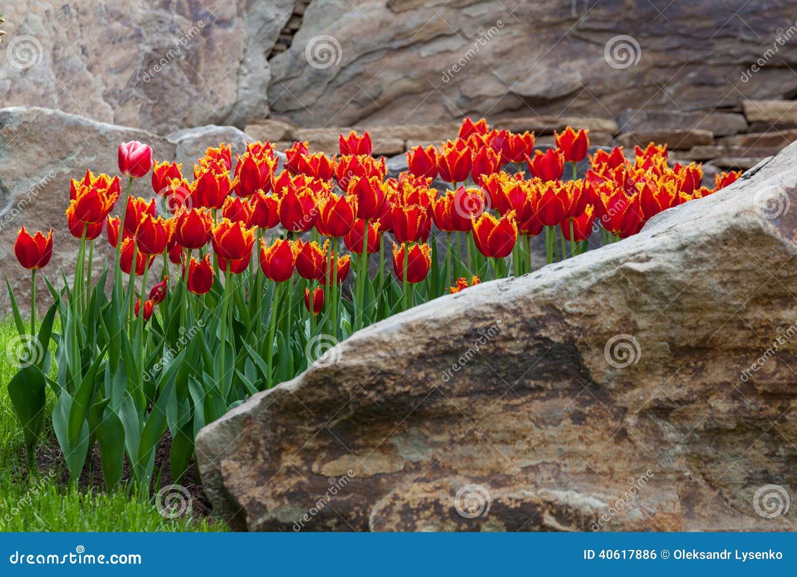 Red Tulips in a Flower Bed of Rocks Stock Photo - Image of flower ...