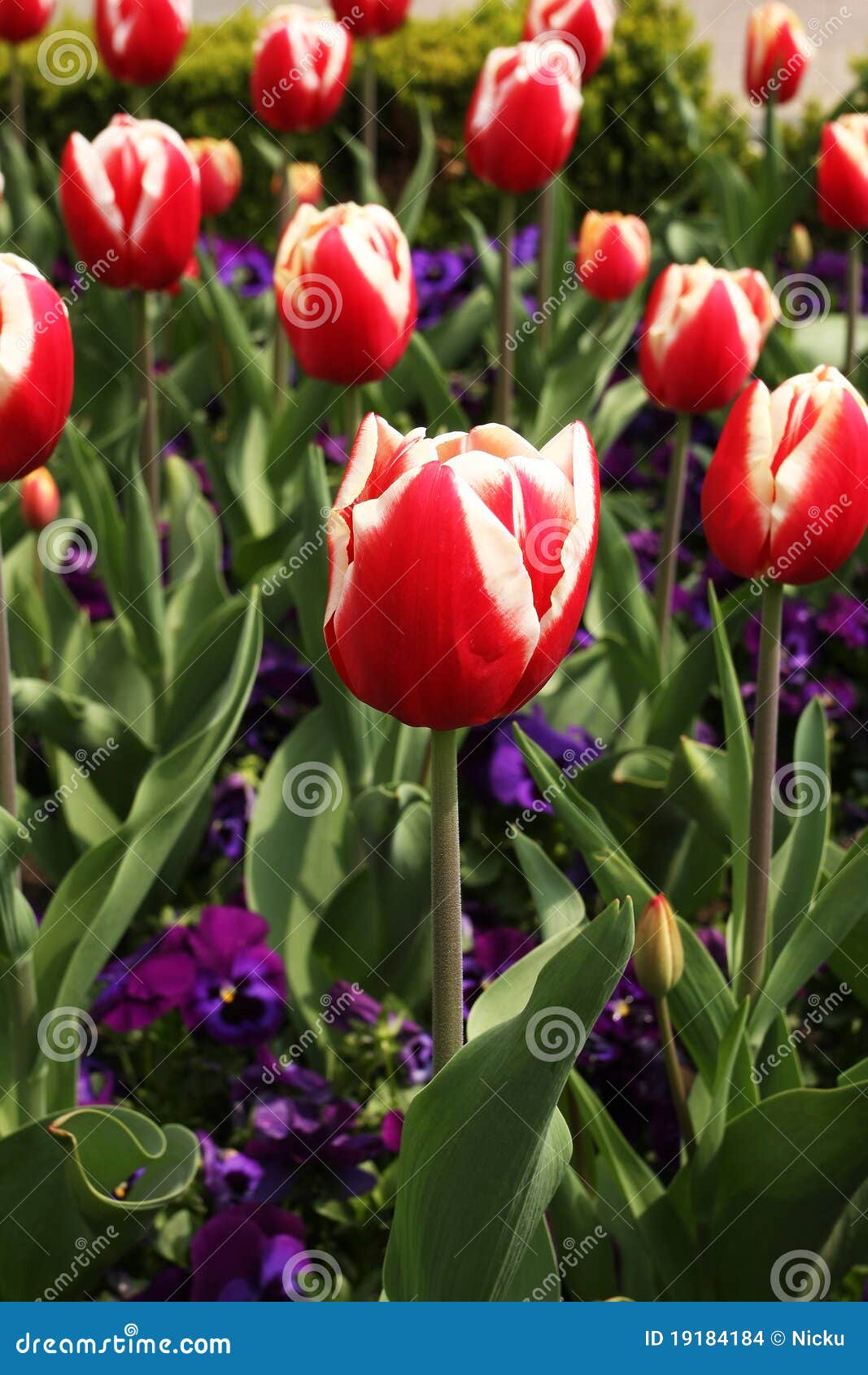 Red Tulips Flowers in Garden Stock Photo - Image of flower, withe: 19184184