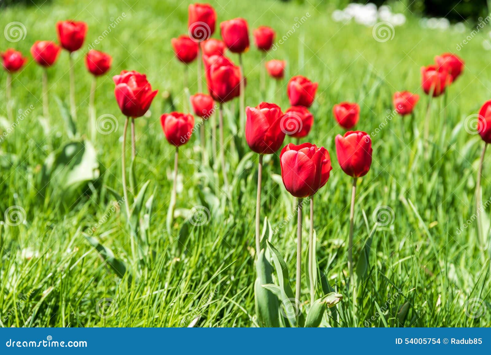 Red Tulips Garden stock photo. Image of gardening, summer - 54005754