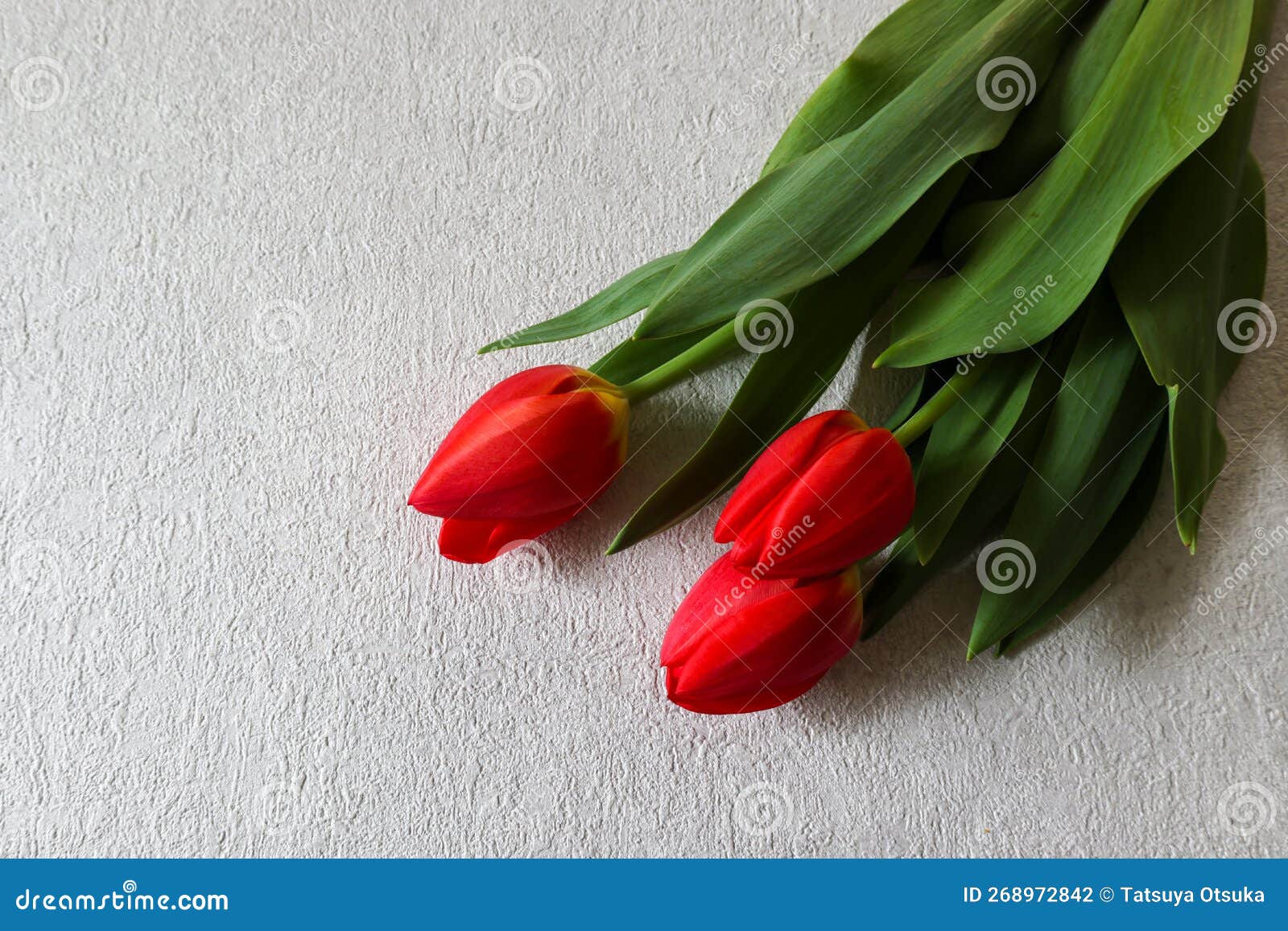 Red Tulips Isolated Isolated on a Stone Pattern Background. Stock Photo ...