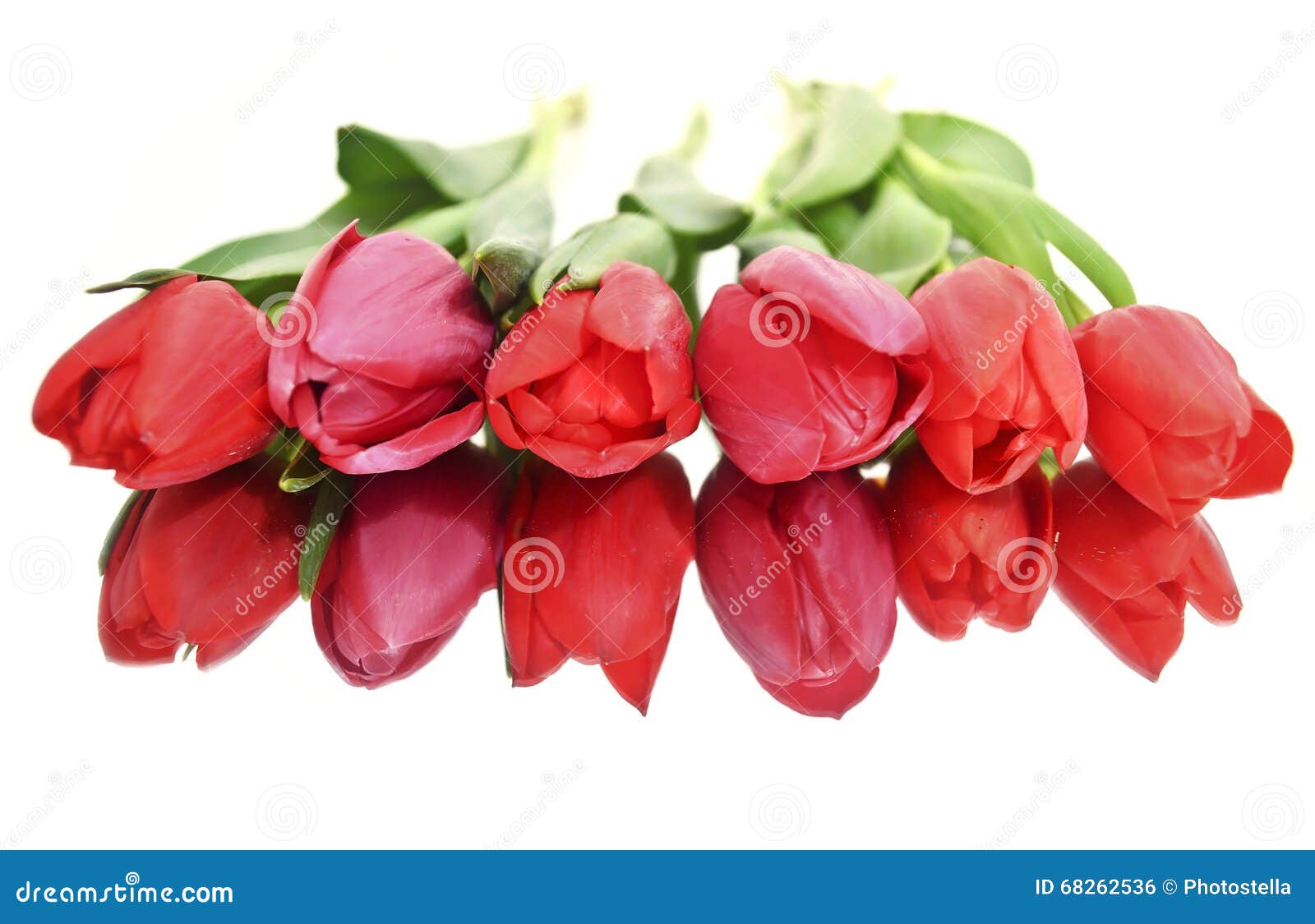Red Tulips Isolated - Mirror Flower Stock Photo - Image of tulip, white ...