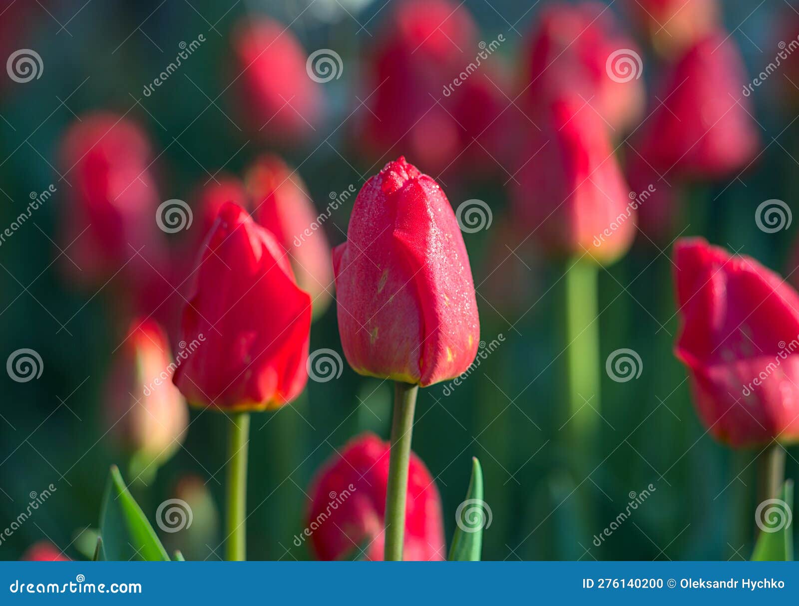 Red Tulips in the Morning Sun Stock Photo - Image of bright, blossom ...