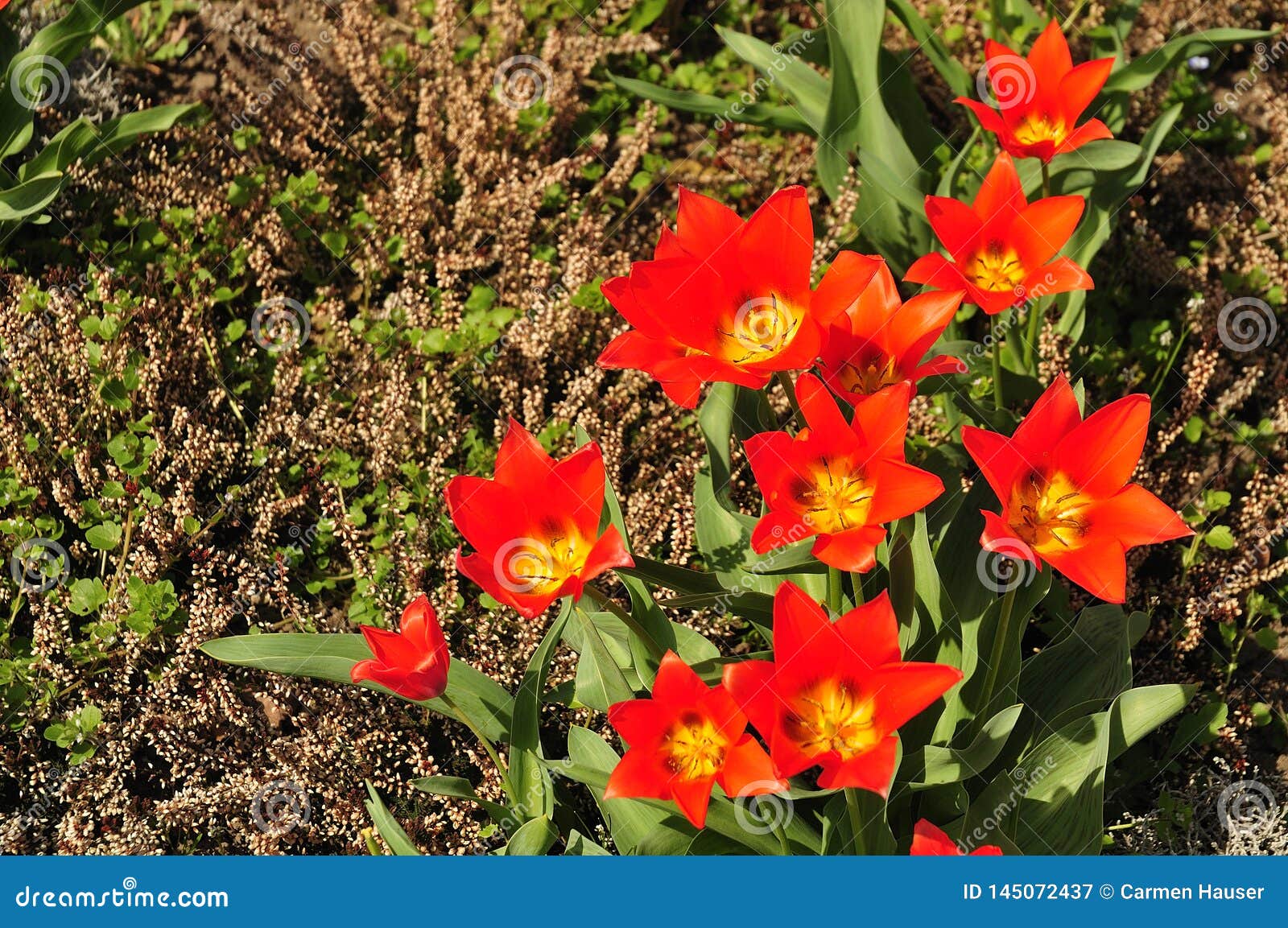 Red Tulips with Open Blossoms in Sunlight Stock Image - Image of ...