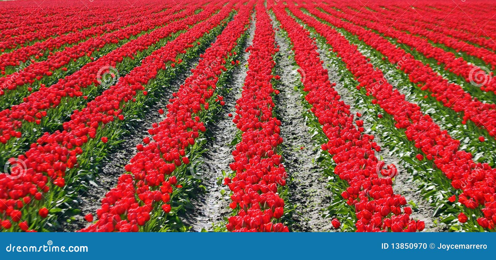 Red Tulips in Parallel Rows Stock Photo - Image of blossom, colorful ...