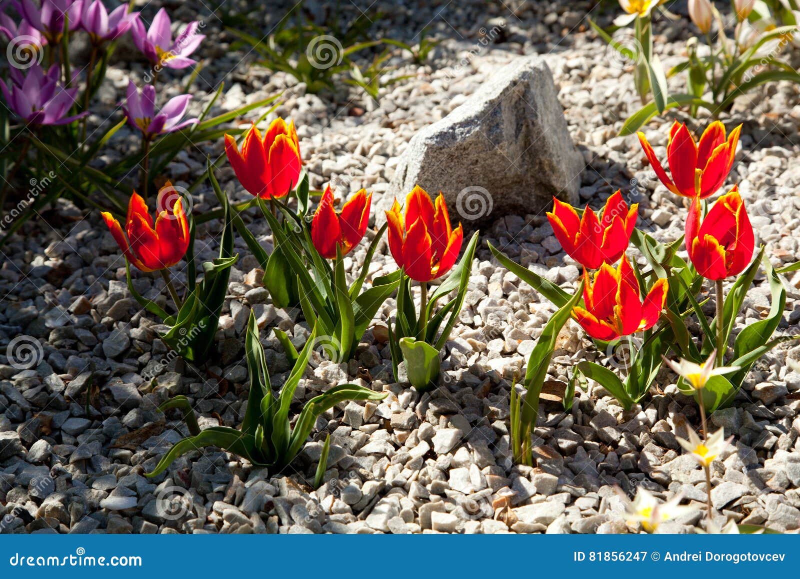 Red tulips among the rocks stock image. Image of beauty - 81856247