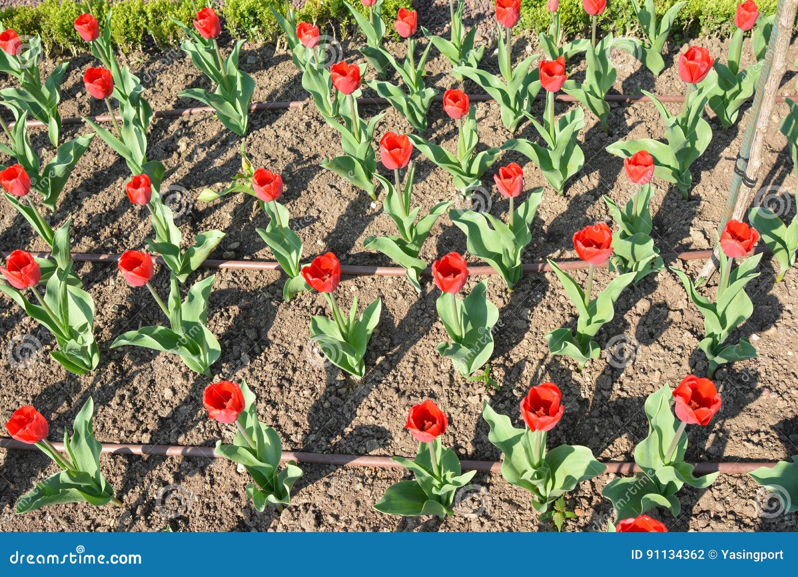 Red Tulips in Rows in Botanical Garden Stock Photo - Image of flower ...