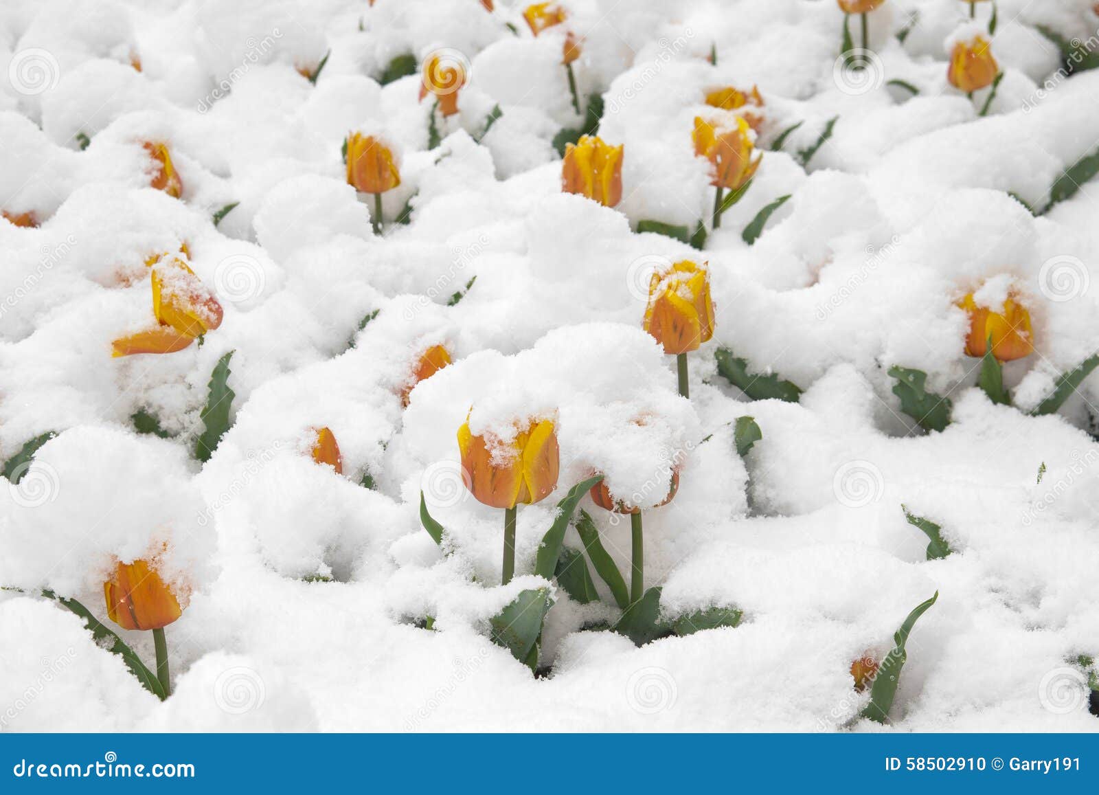 Red tulips are in the snow stock photo. Image of disaster - 58502910