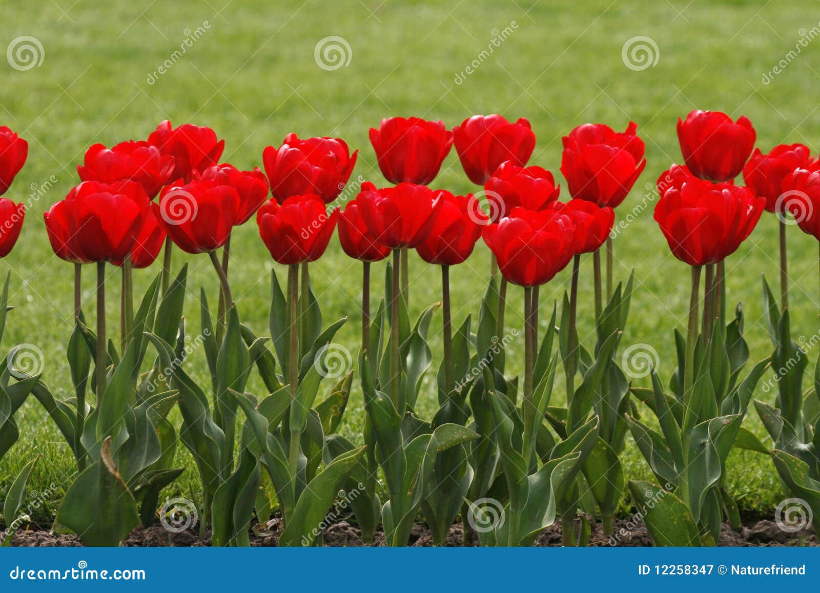 Red Tulips in spring stock image. Image of bloom, tulpen - 12258347