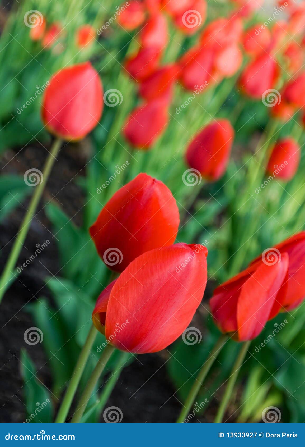 Red tulips in spring stock image. Image of spring, flowers - 13933927