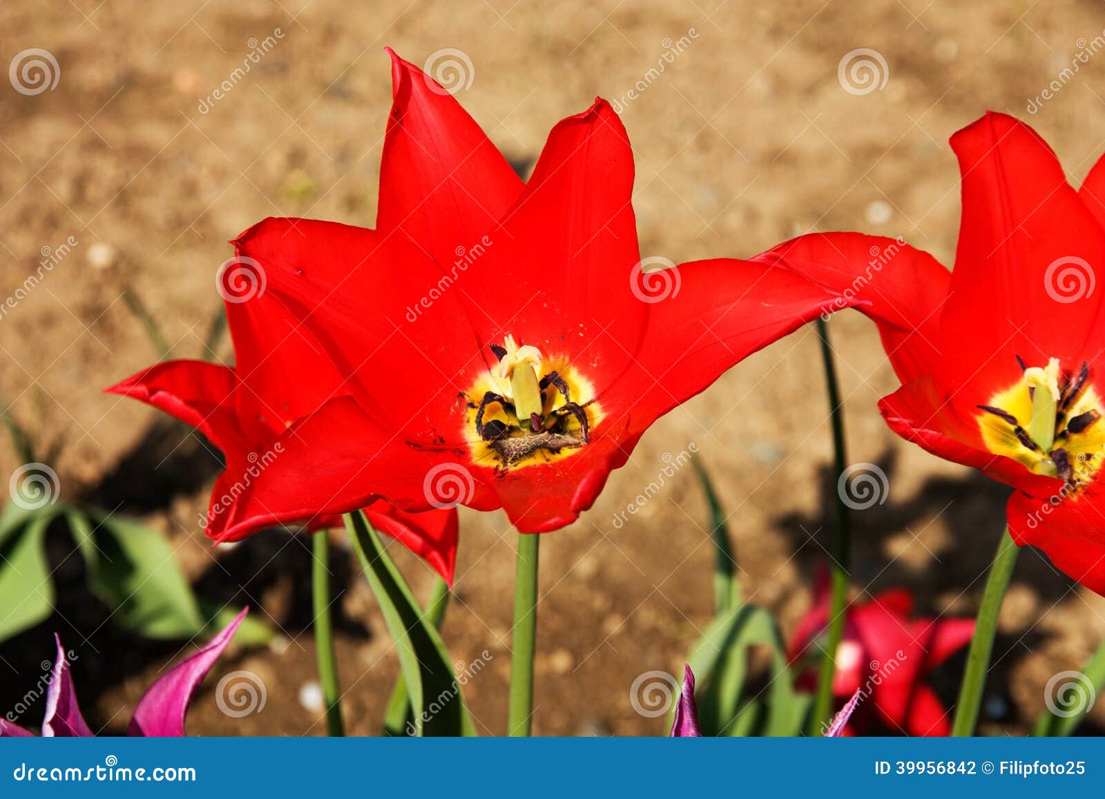 Red tulips in spring stock photo. Image of abstract, color - 39956842