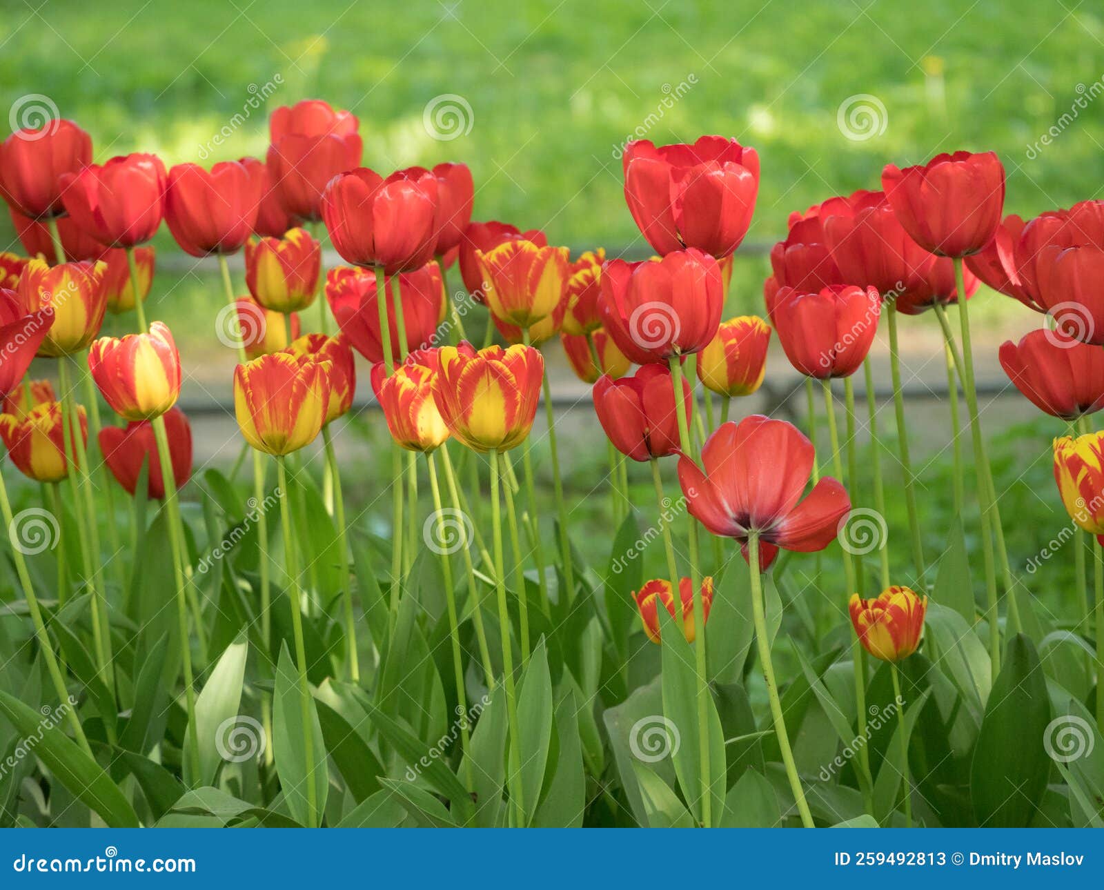 Red tulips on a spring day stock image. Image of outdoor - 259492813