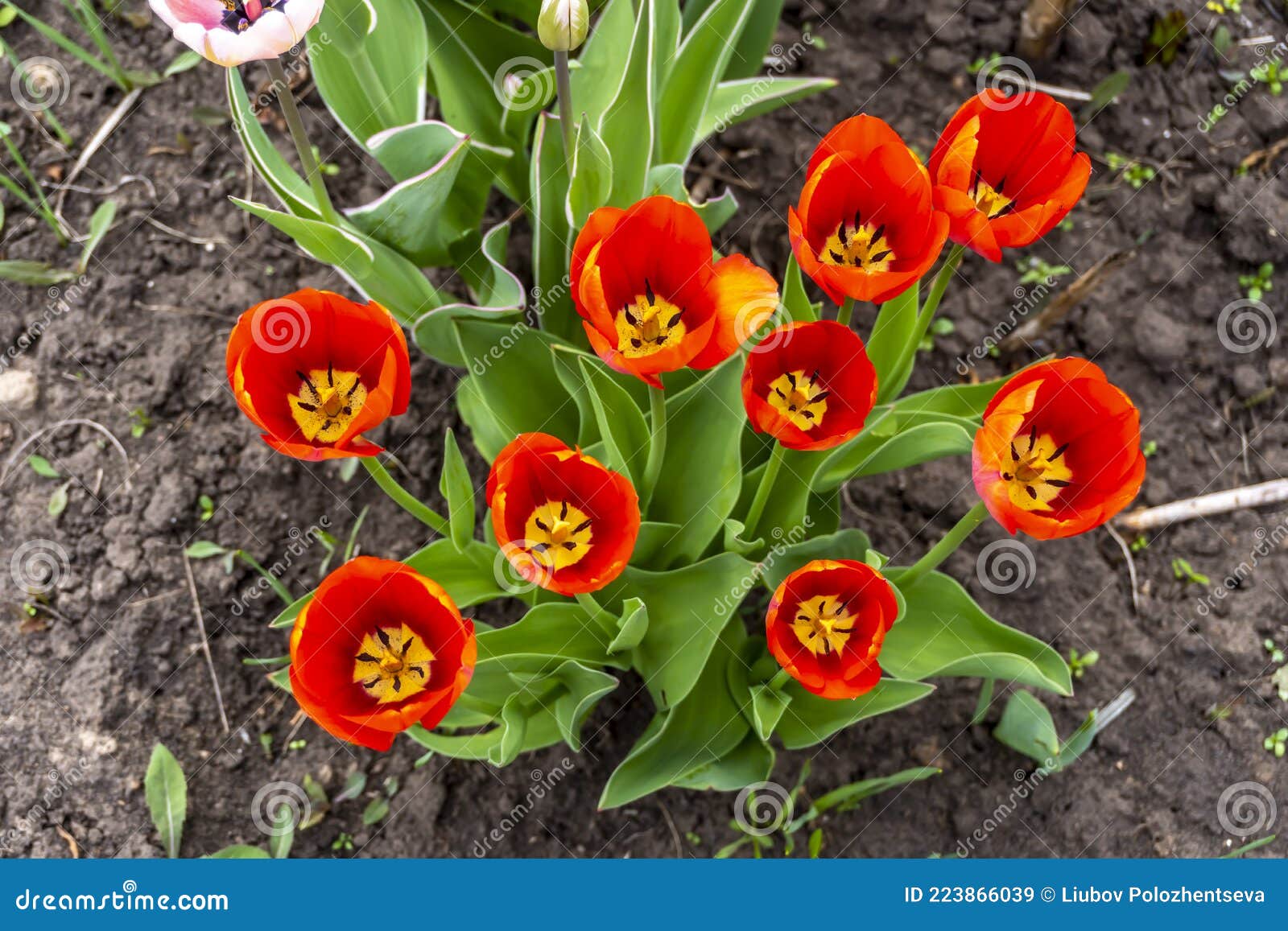Red Tulips in Spring in the Garden Stock Image - Image of color, petal ...