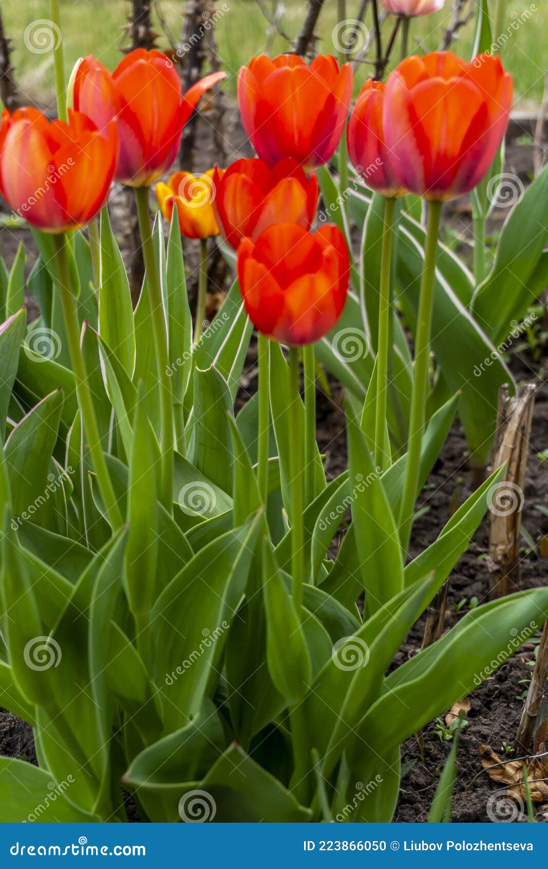 Red Tulips in Spring in the Garden Stock Photo - Image of blossom ...