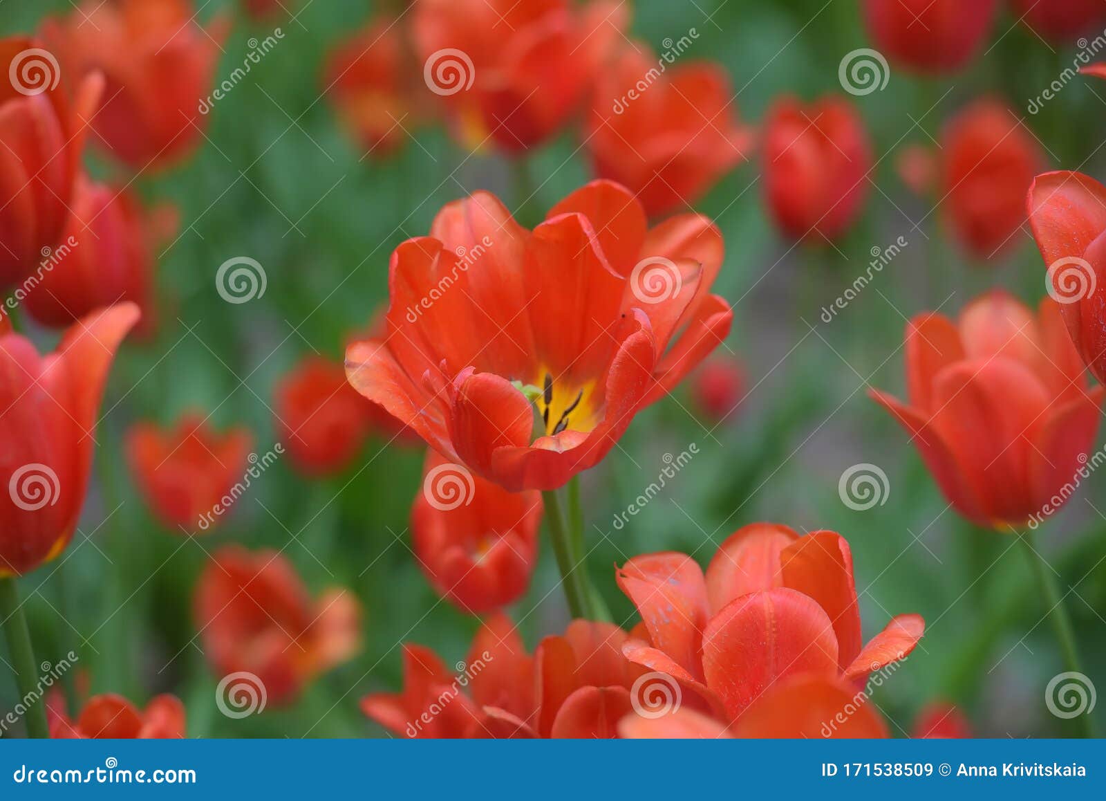Red tulips in the spring stock image. Image of bloom - 171538509