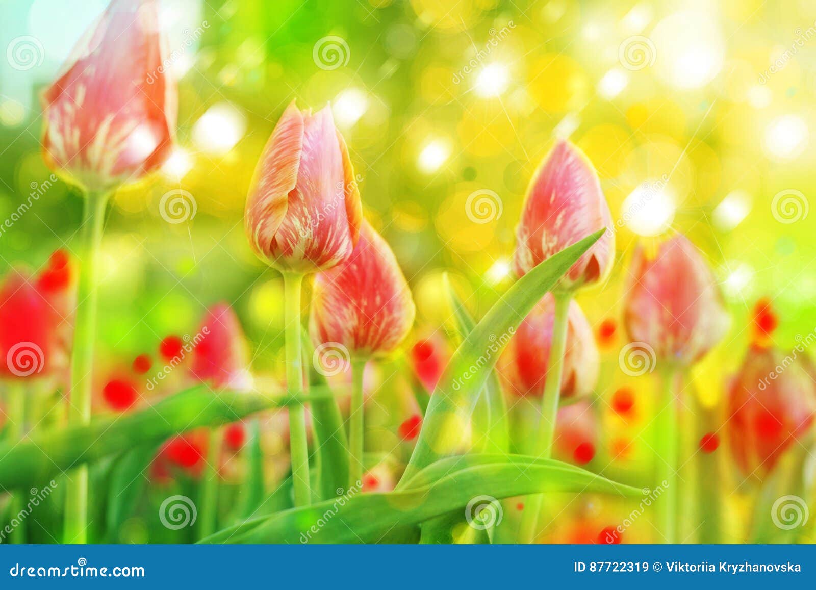 Red tulips in sunshine. stock image. Image of bokeh, april - 87722319