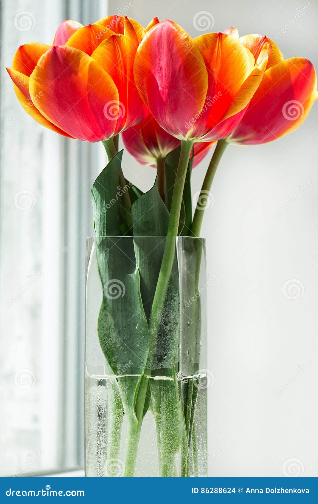 Red Tulips Vase Stock Images - Download 5,996 Royalty Free Photos
