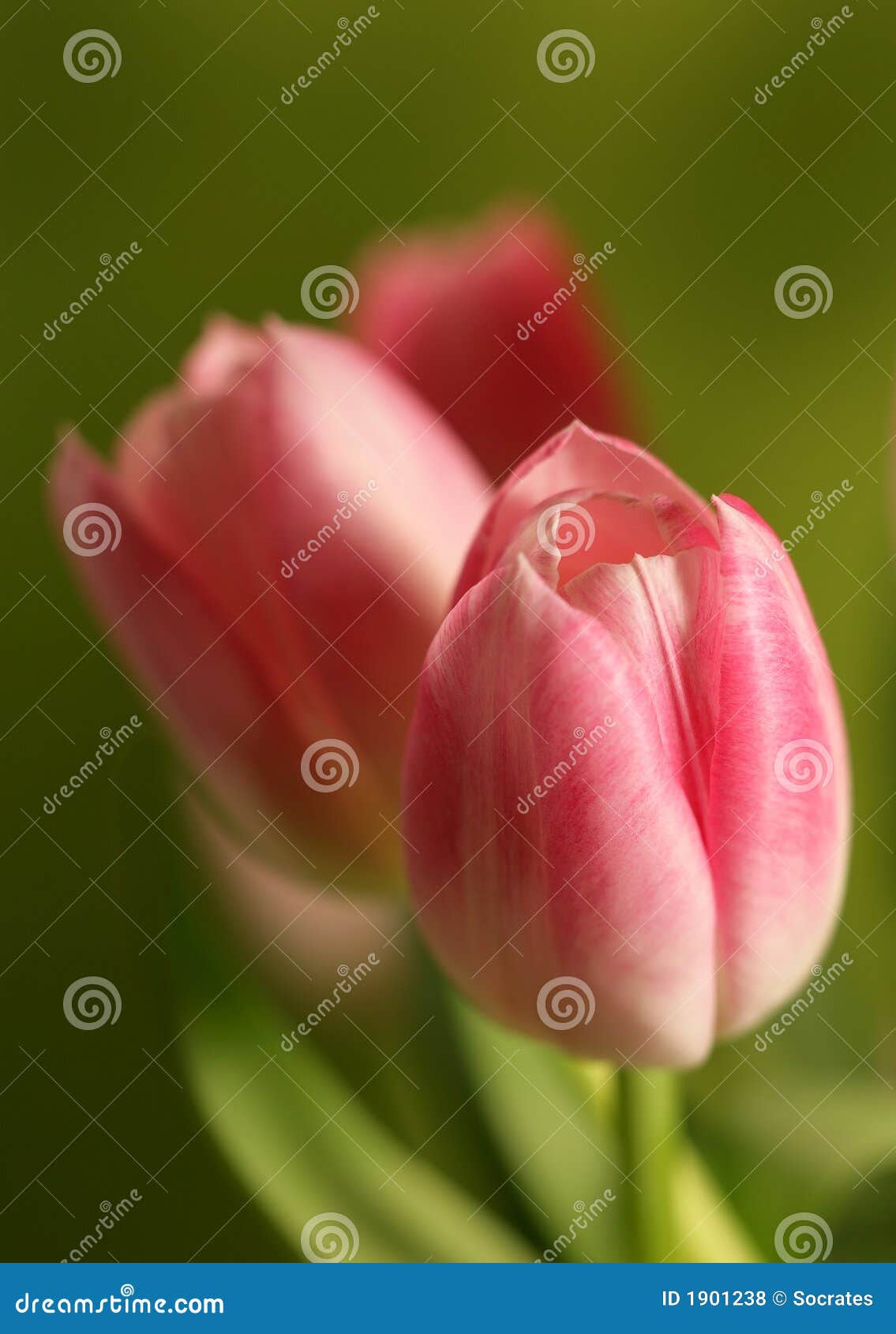 Red tulips (very sharp) stock photo. Image of greeting - 1901238
