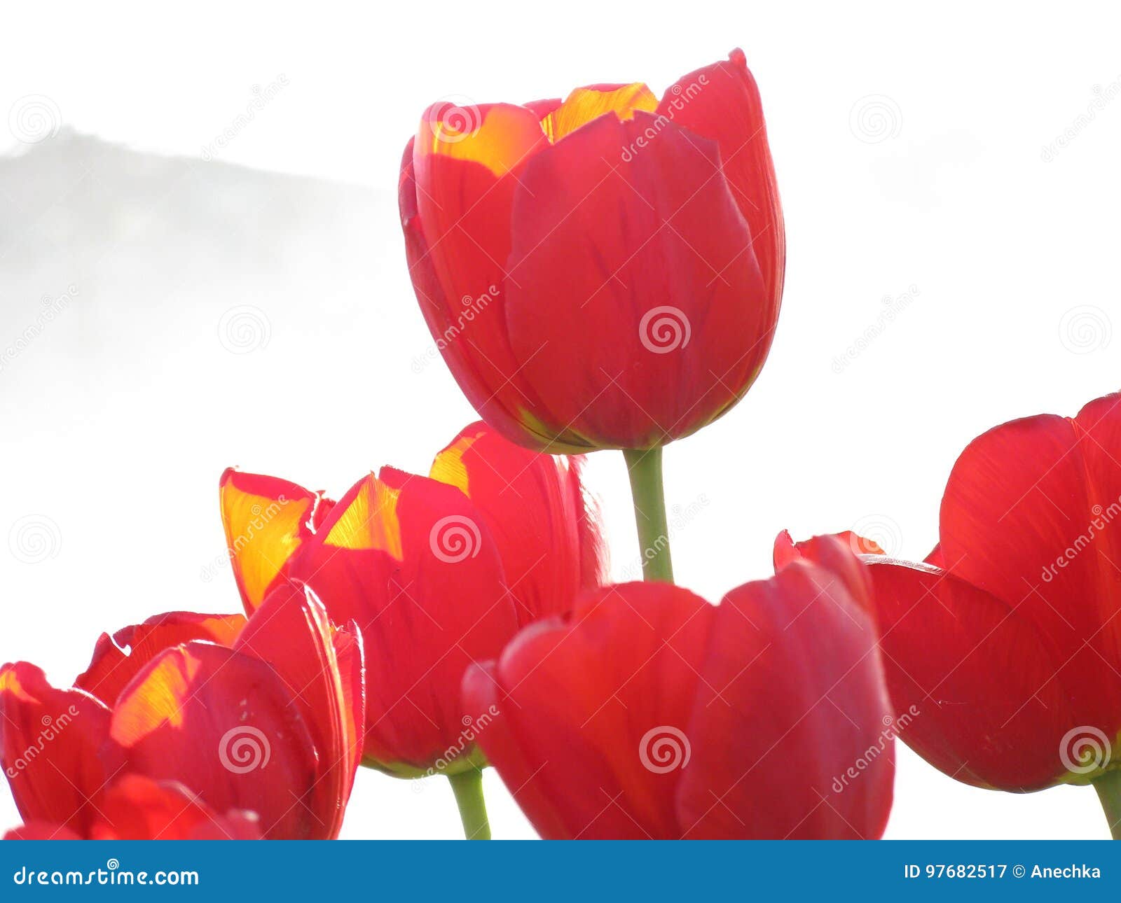 Red Tulips On White Background Stock Image - Image of fresh, petal ...
