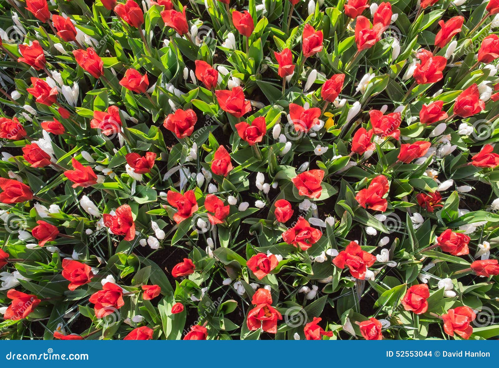 Red Tulips and White Crocus Stock Photo - Image of tulips, bulb: 52553044
