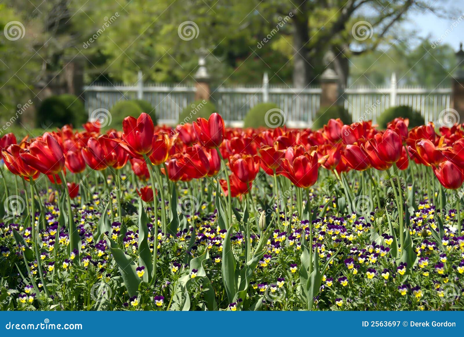 Red Tulips and Wild Flowers Stock Image - Image of picket, outdoors ...