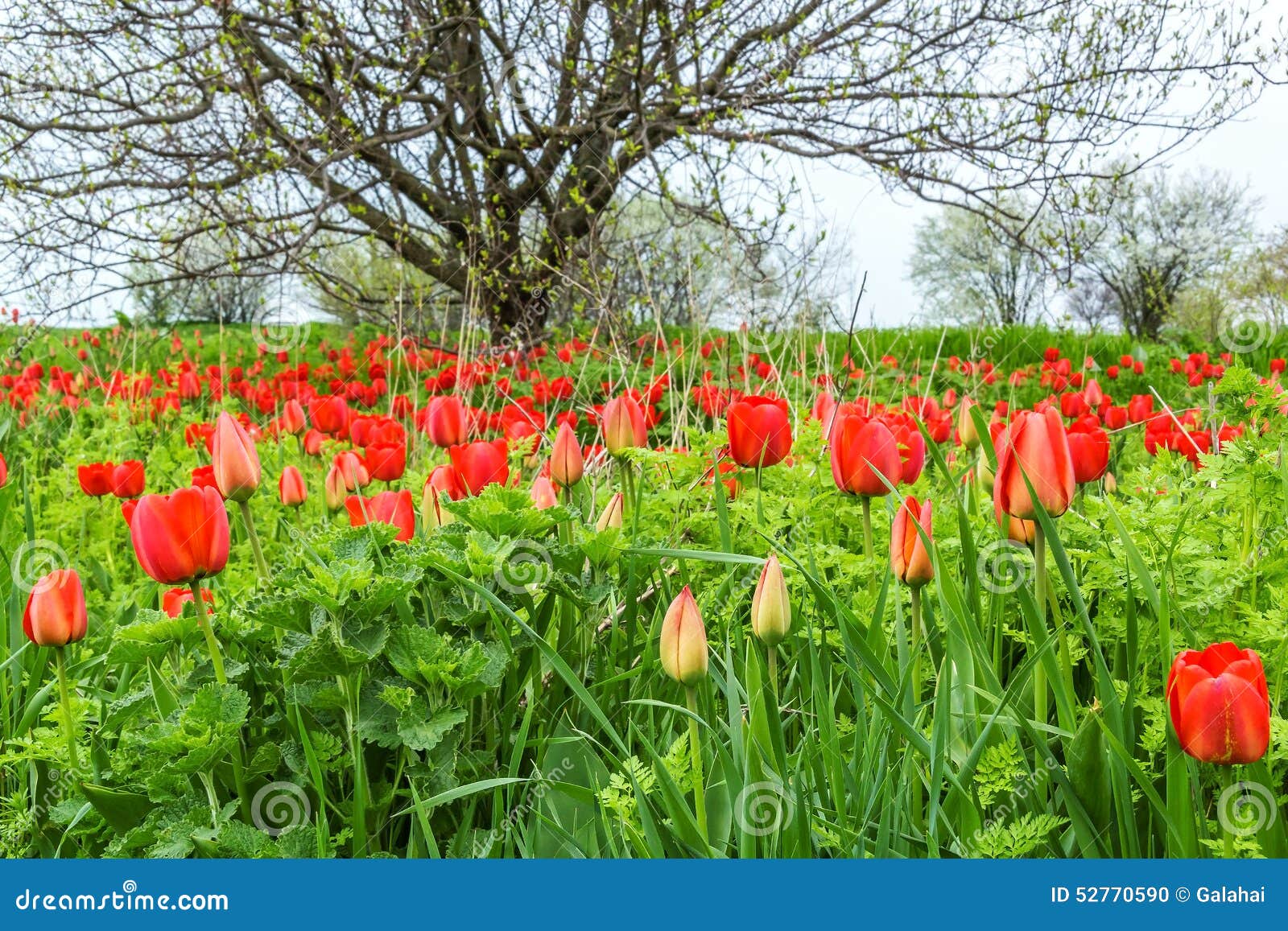 Red Tulips in a Wild Pitch in the Weeds Stock Photo - Image of lawn ...