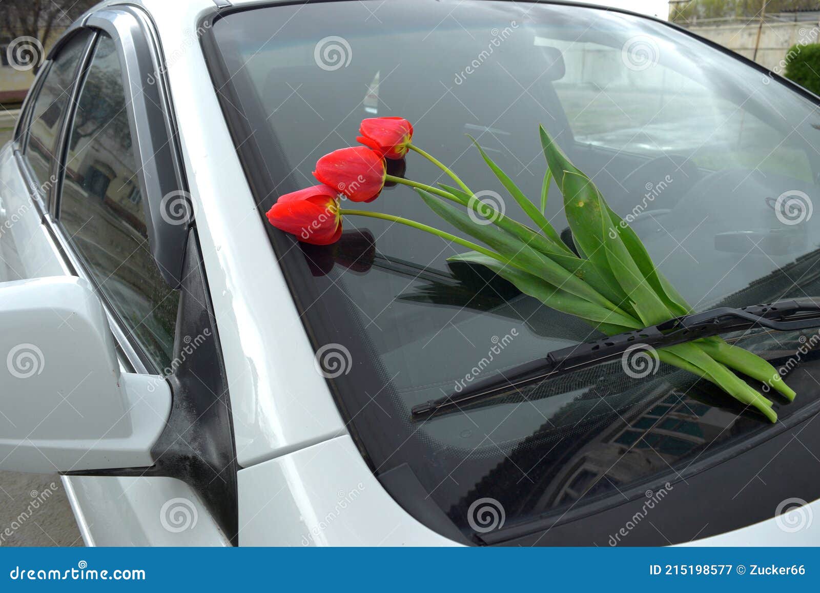 Red Tulips on Car Windshield Stock Image - Image of love, declaration ...