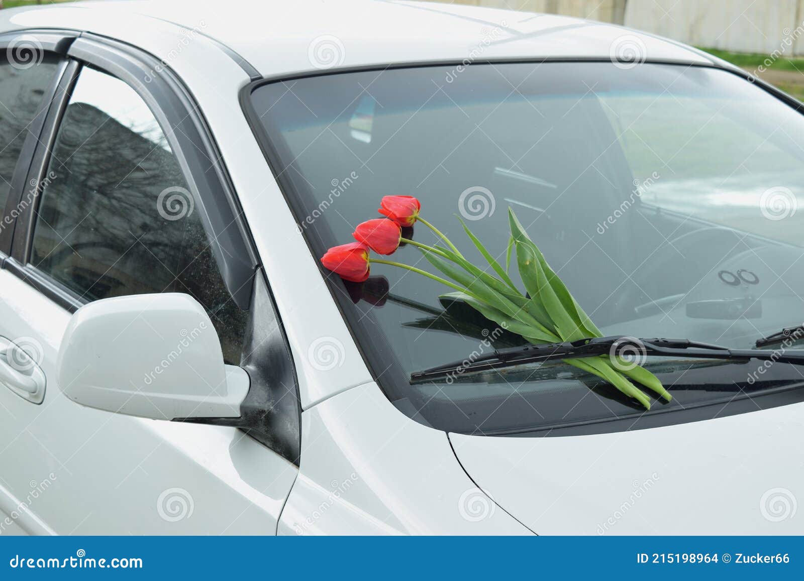Red Tulips on Car Windshield Stock Photo - Image of tulips, blades ...