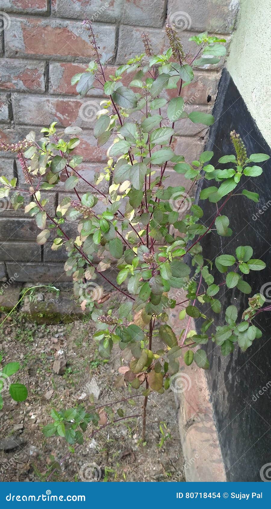 Red Tulsi stock photo. Image of plant, ayurvedic, medicinal - 80718454