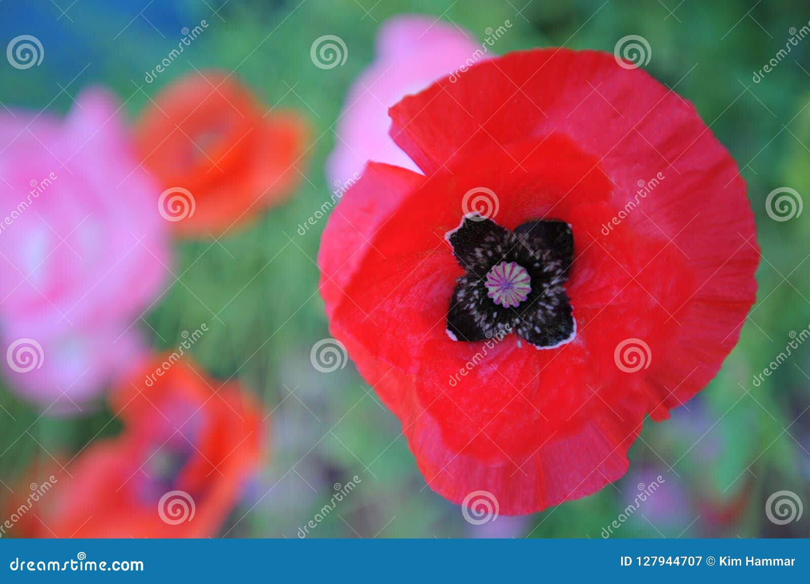 A Turkish Poppy in a Field of Wildflowers. Stock Image - Image of color ...