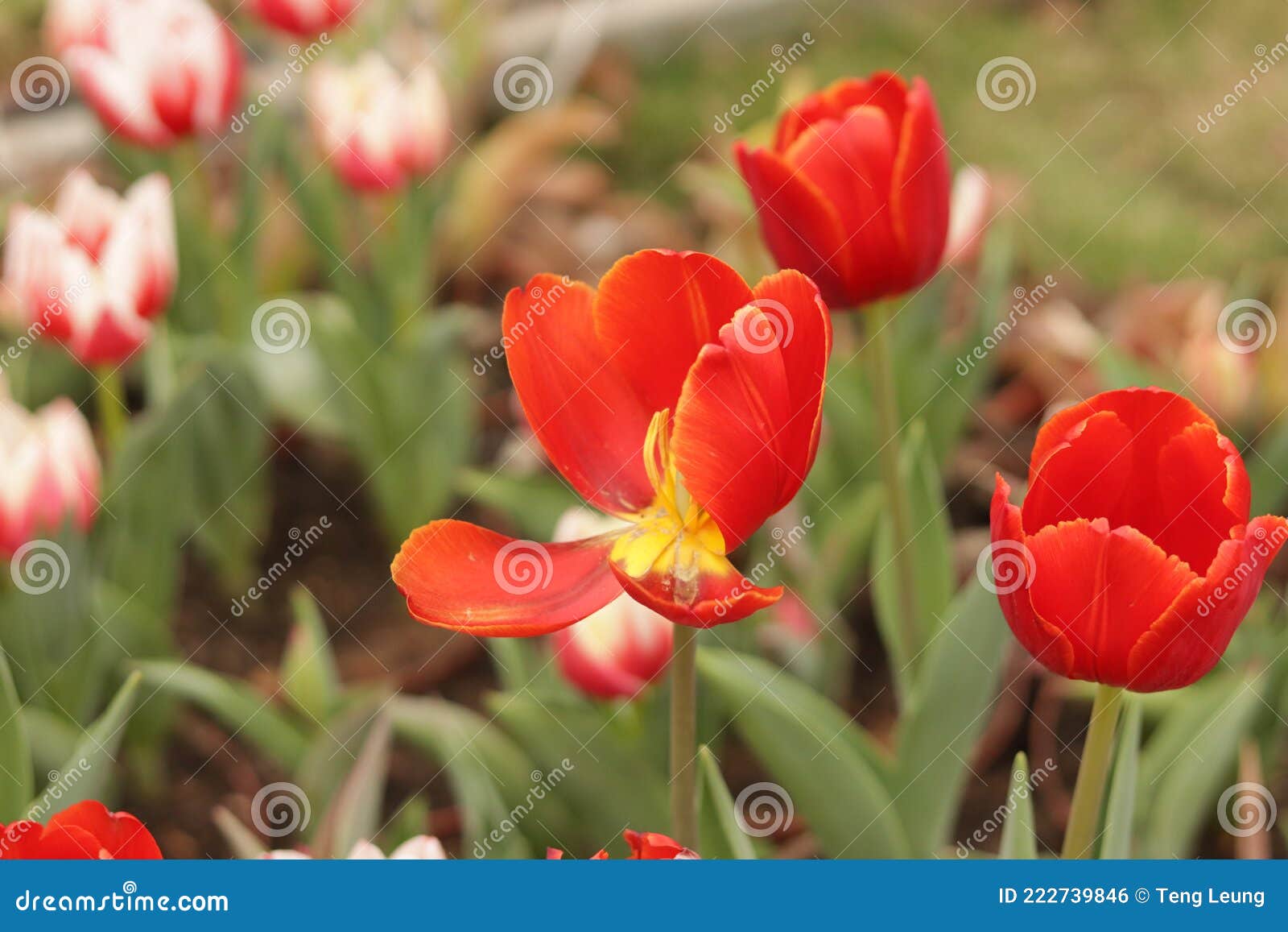 Red turnip flower stock photo. Image of blooming, life - 222739846