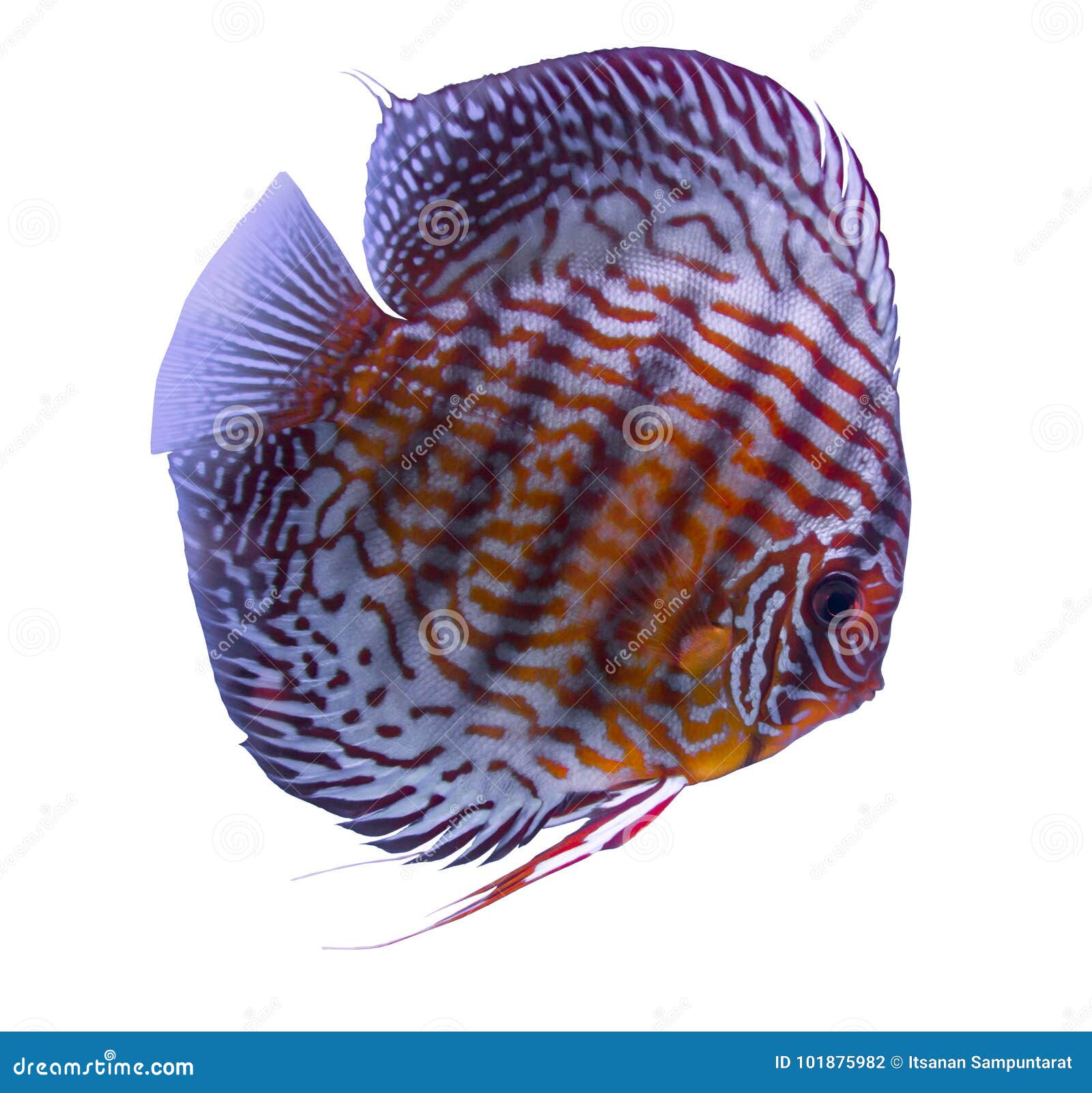 Discus Fish Isolated in a White Background Stock Photo - Image of ...