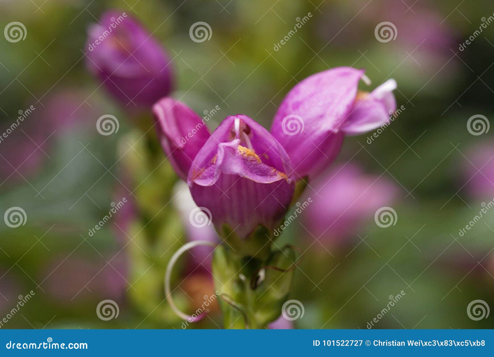 Red Turtlehead Chelone Obliqua Stock Image - Image of flower, botany ...