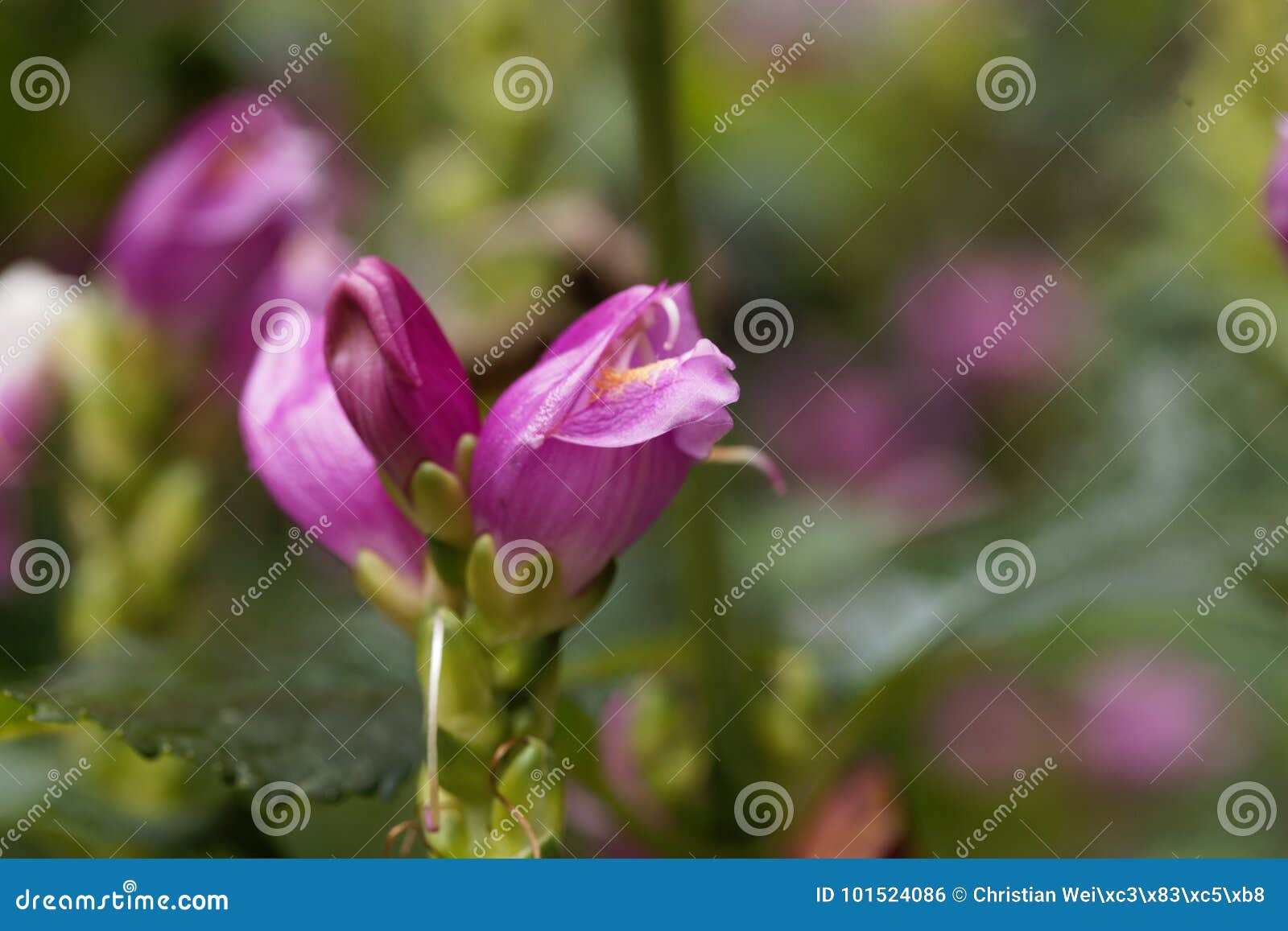 Red Turtlehead Chelone Obliqua Stock Photo - Image of bush, flora ...